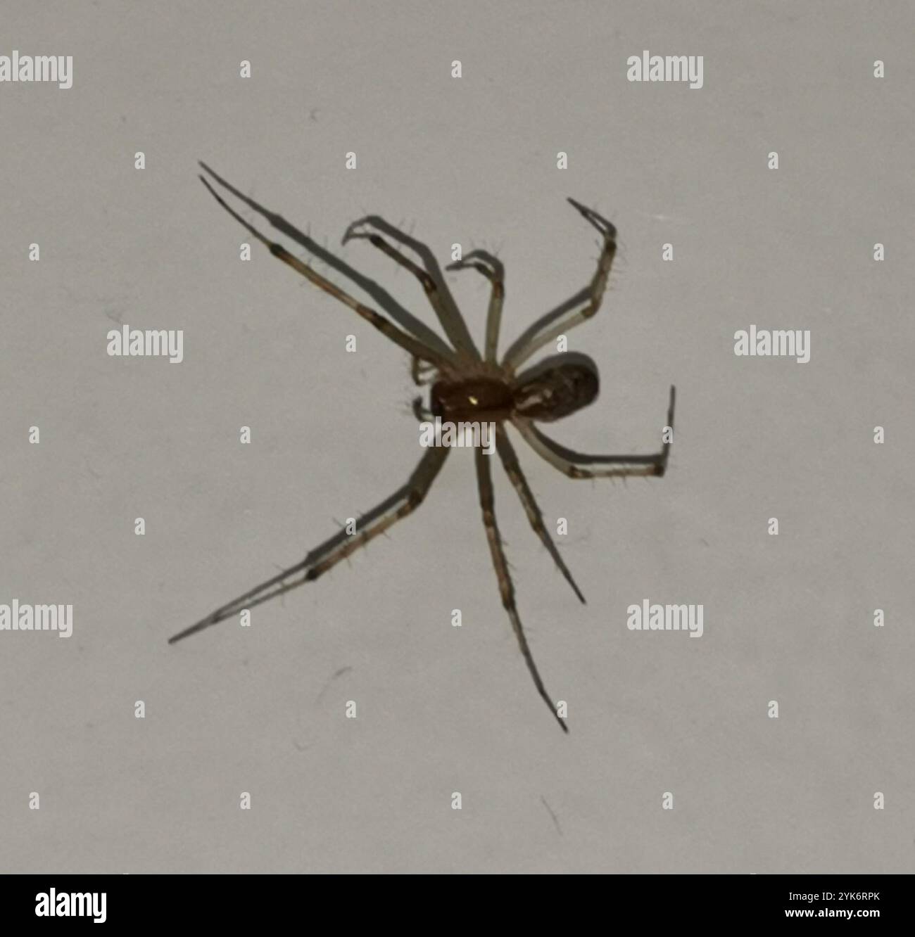 Common sheetweb spider (Linyphia triangularis Stock Photo - Alamy