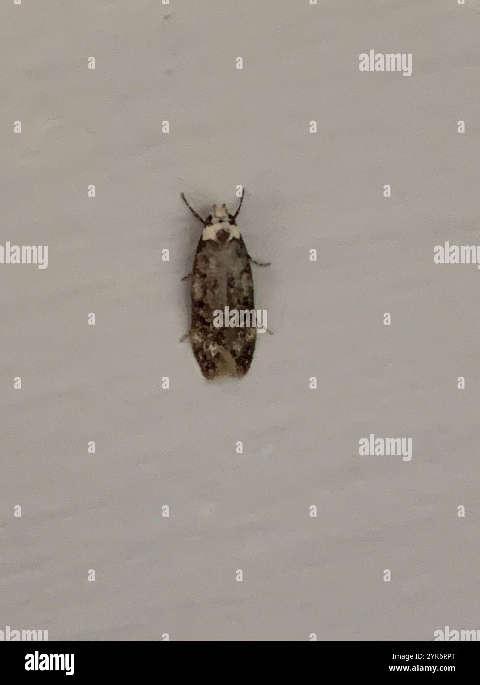 White-shouldered House Moth (Endrosis sarcitrella Stock Photo - Alamy