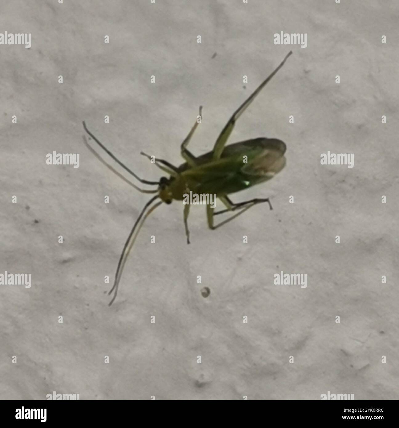 Black-kneed Capsid (Blepharidopterus angulatus Stock Photo - Alamy