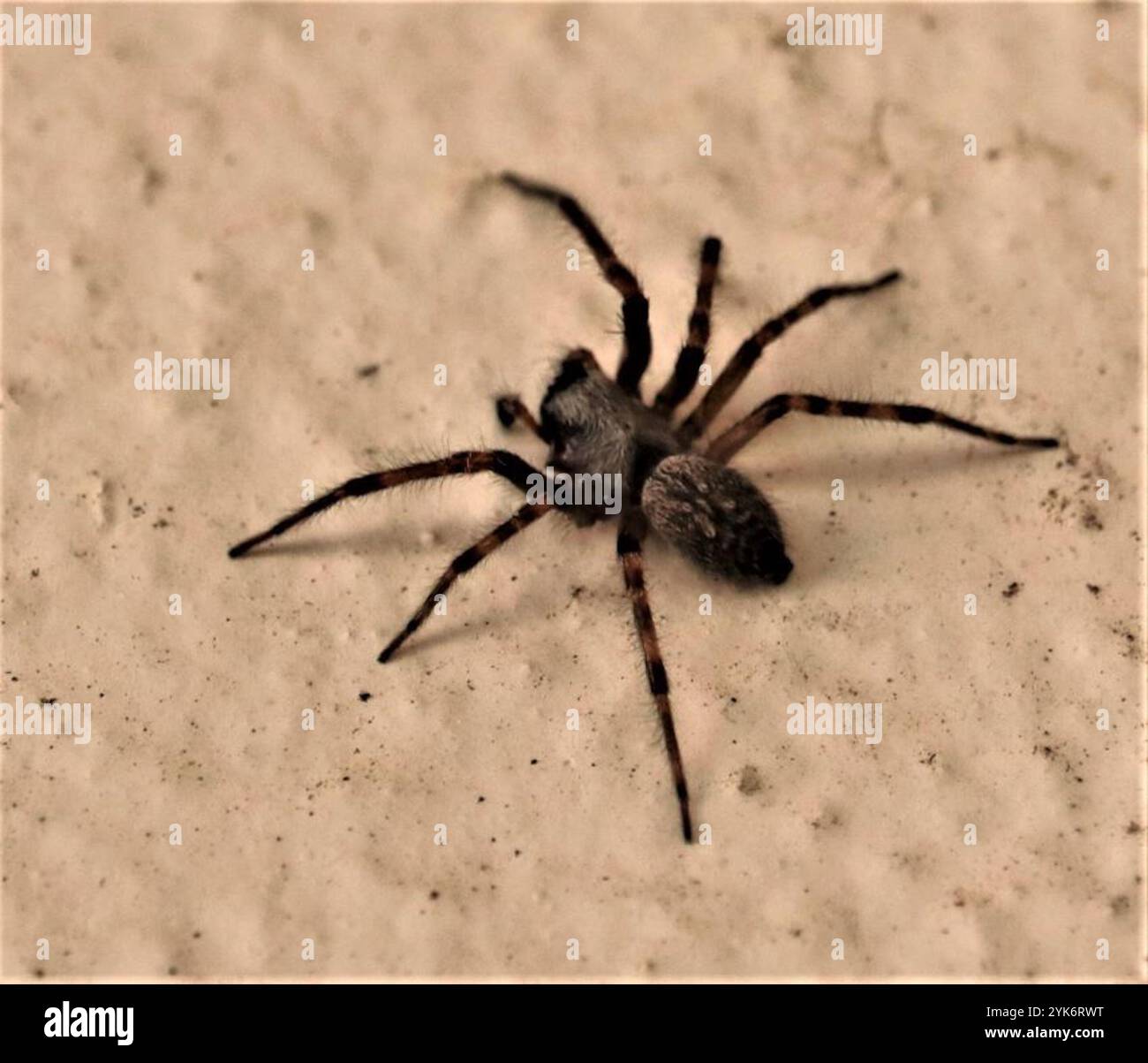 Badumna spider hi-res stock photography and images - Alamy