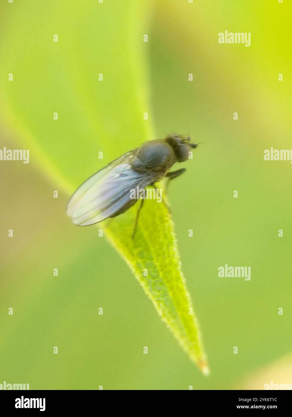 Freeloader flies hi-res stock photography and images - Alamy