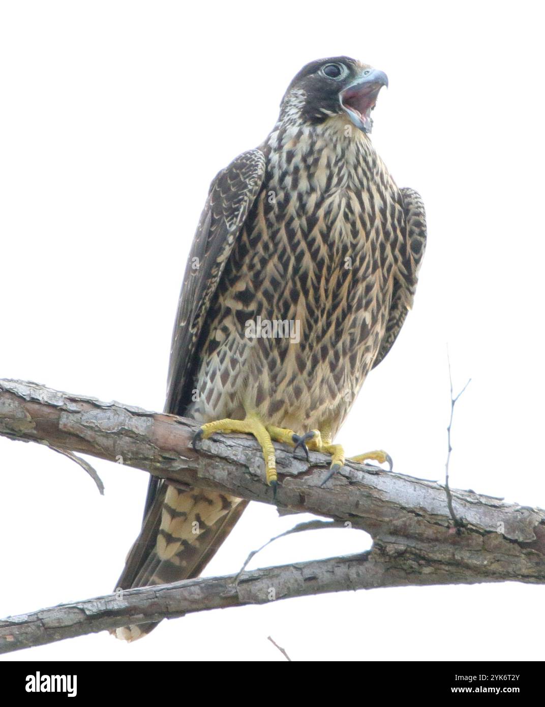 Peregrine falco Cut Out Stock Images & Pictures - Alamy