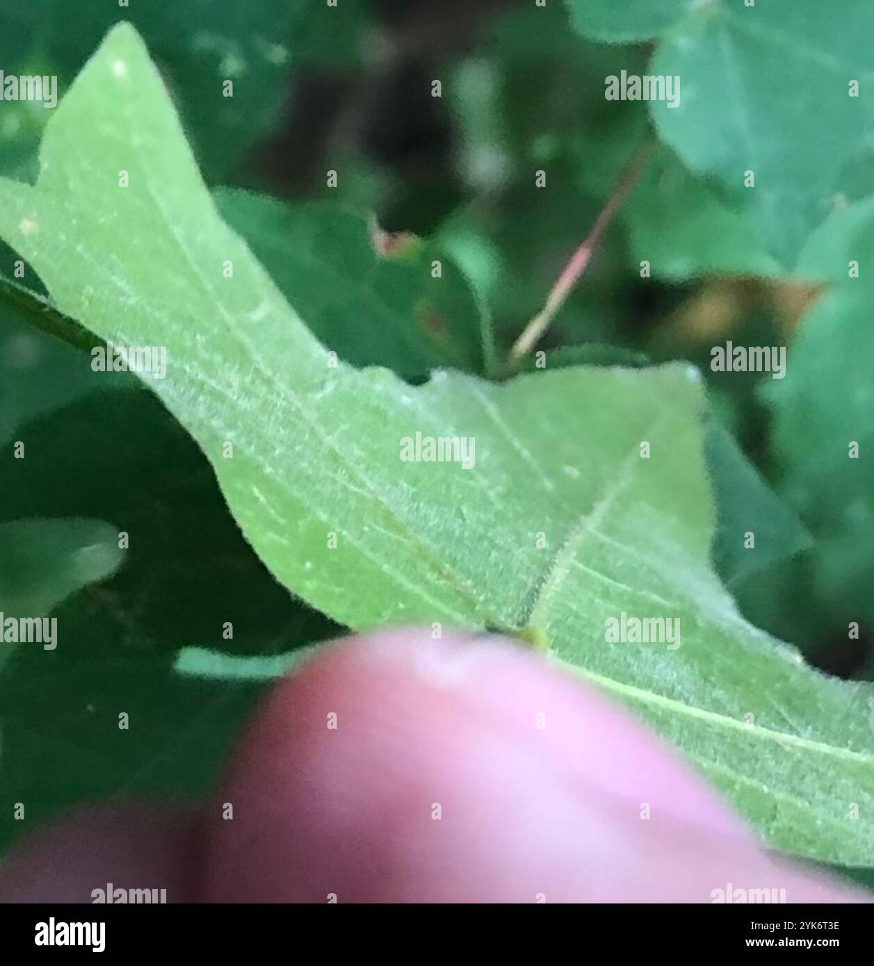 Acer leucoderme hi-res stock photography and images - Alamy