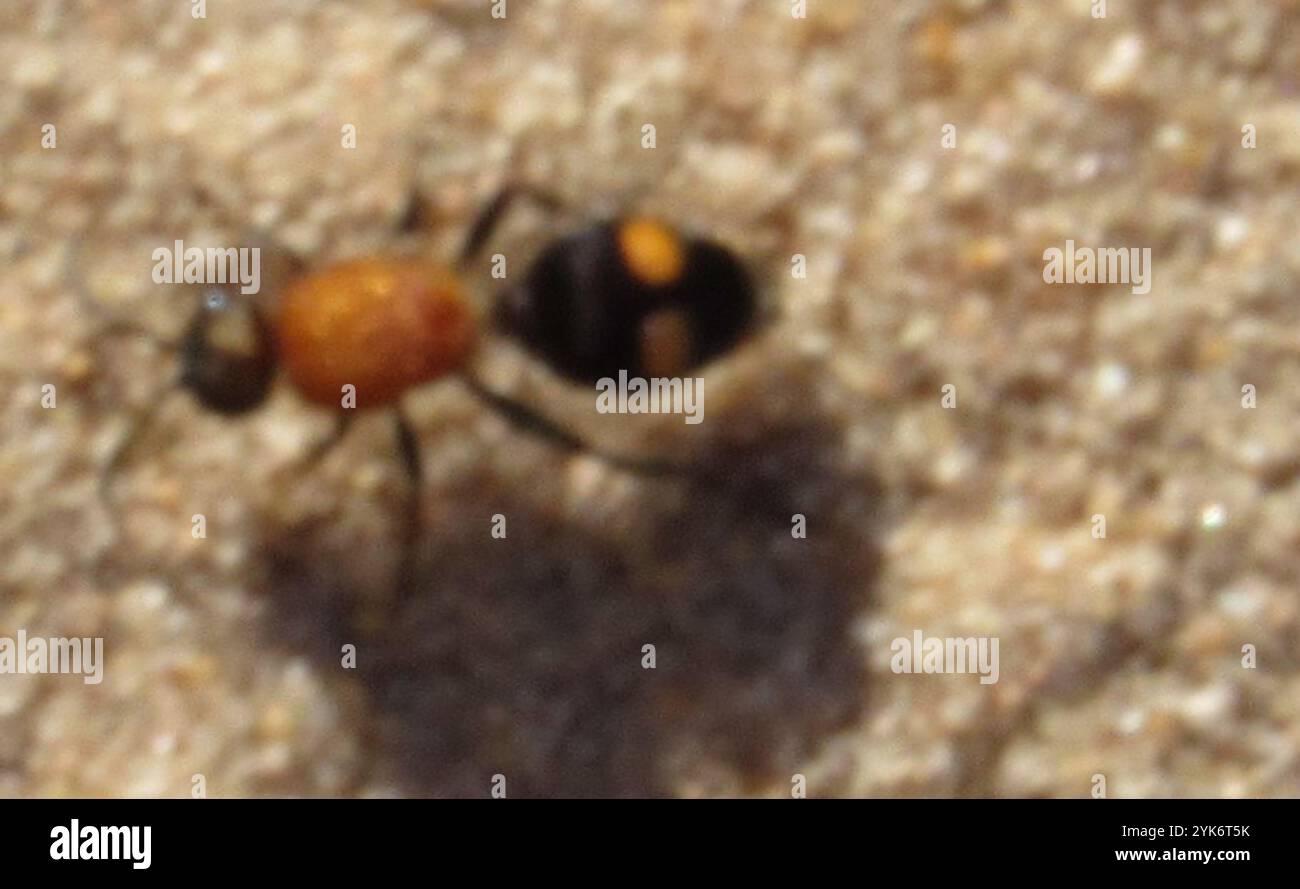 Quadriguttata hi-res stock photography and images - Alamy