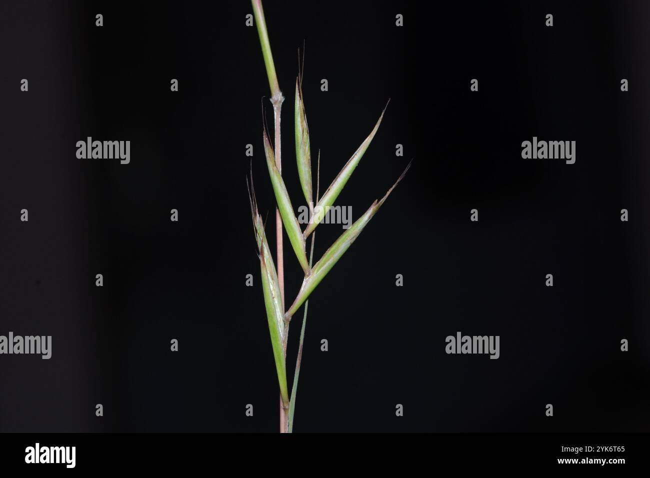 Turpentine grass hi-res stock photography and images - Alamy
