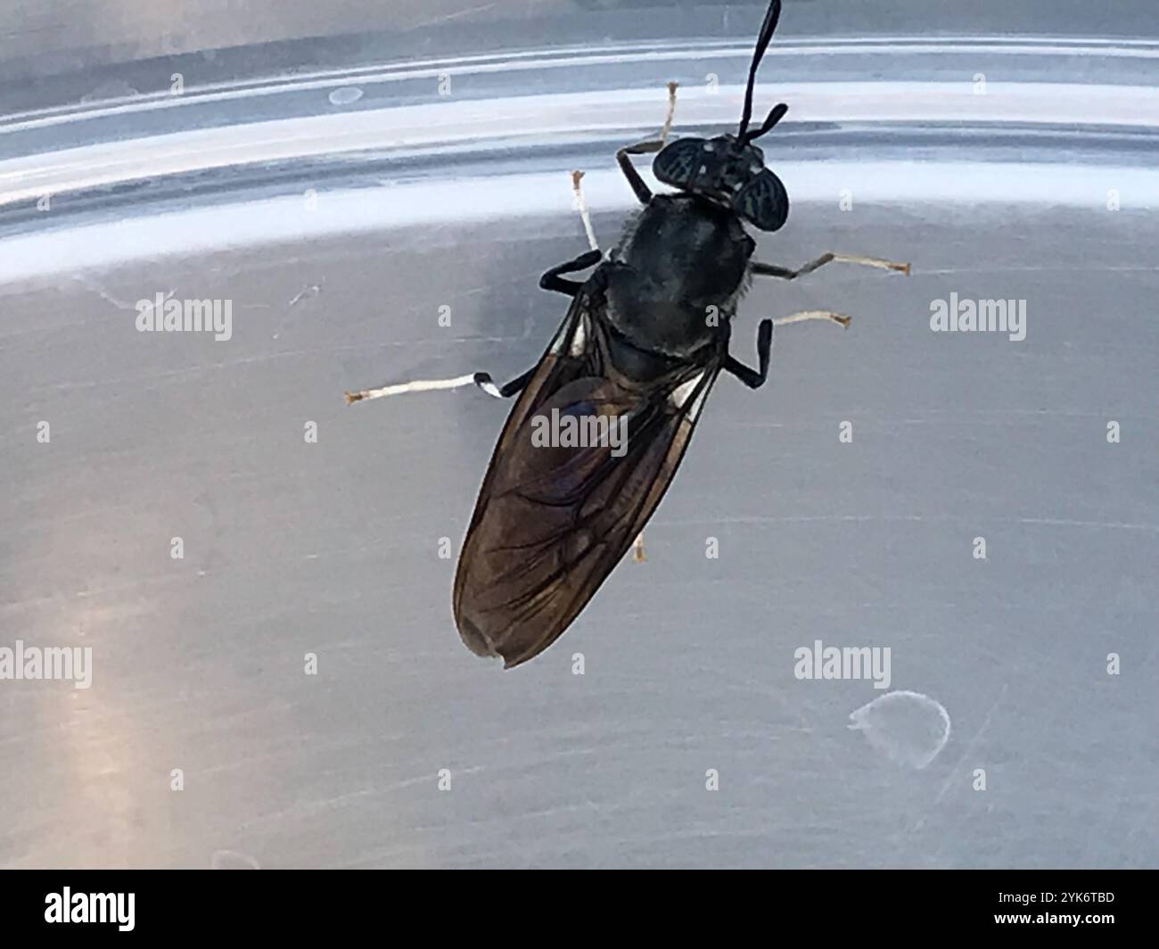 Black Soldier Fly (Hermetia illucens Stock Photo - Alamy