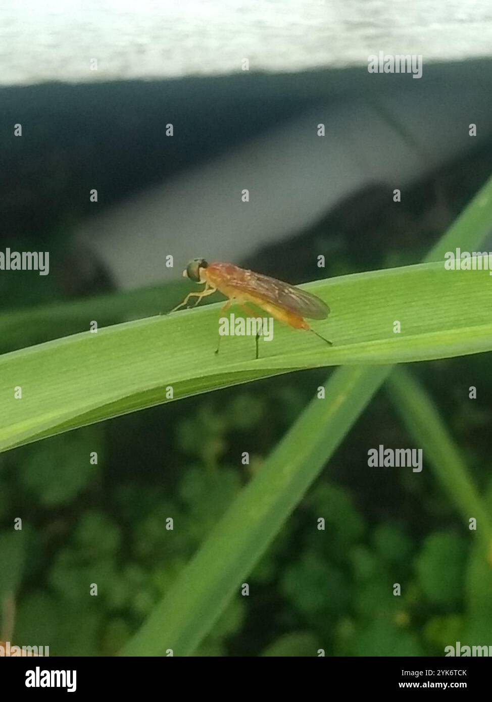 Compost Fly (Ptecticus trivittatus Stock Photo - Alamy