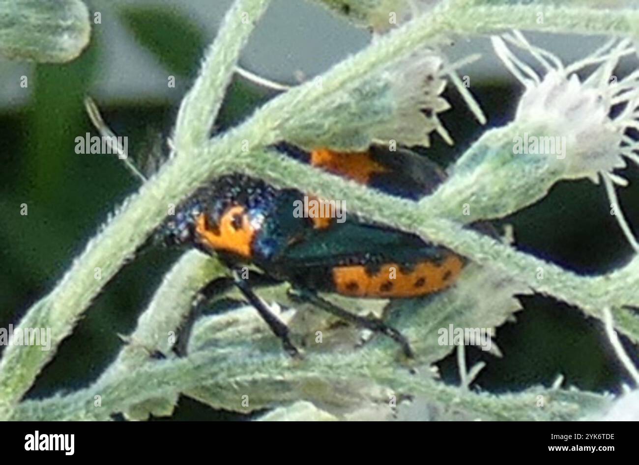 Anchor stink bug hi-res stock photography and images - Alamy