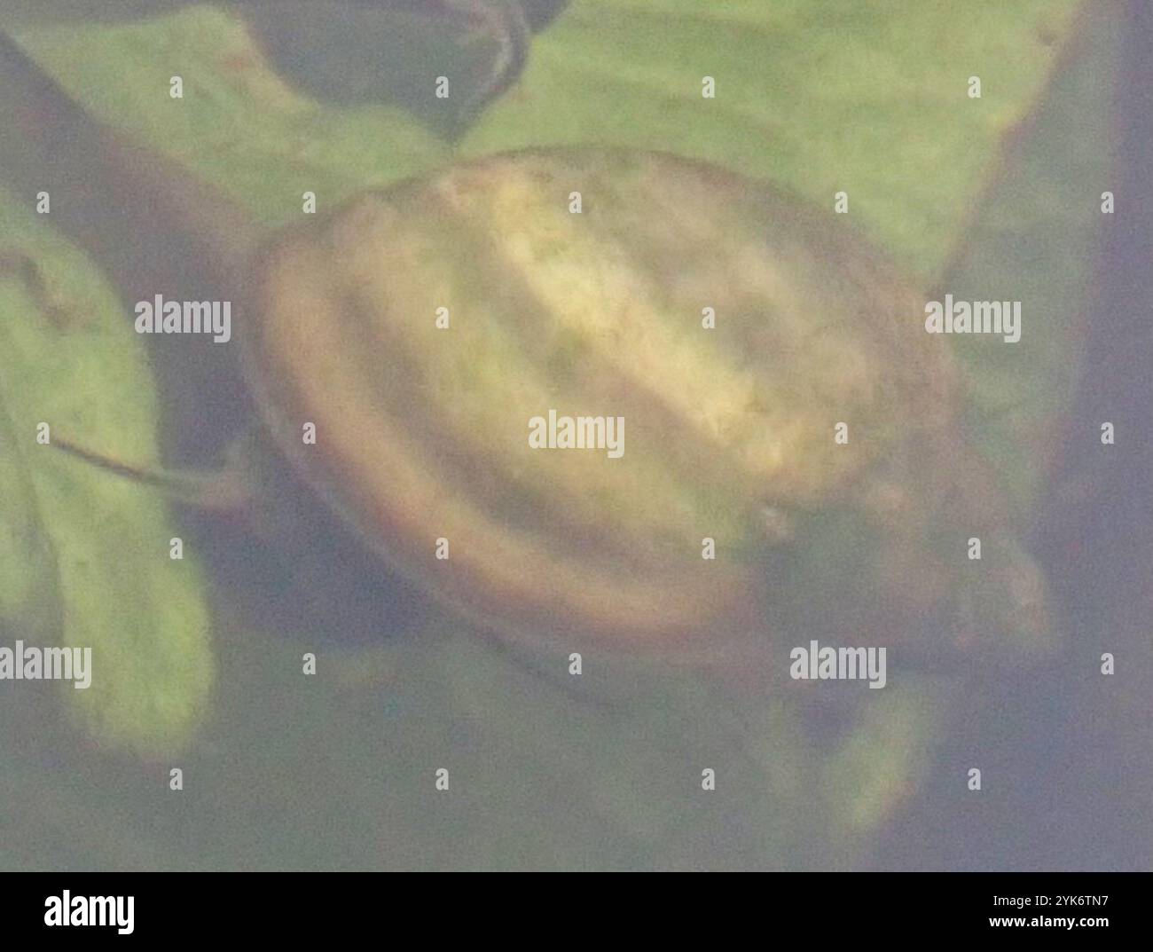 Bladder snail hi-res stock photography and images - Alamy