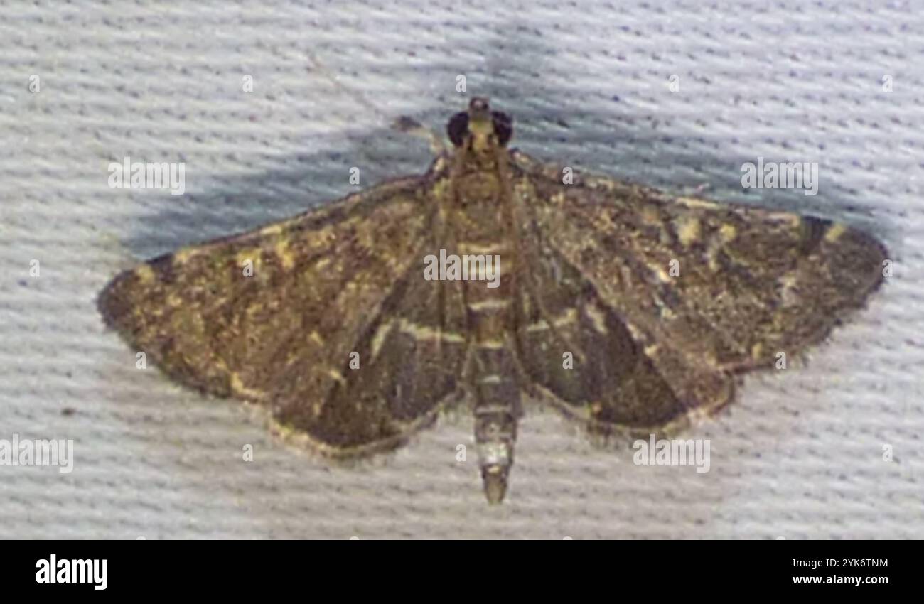 Yellow-spotted Webworm Moth (Anageshna primordialis Stock Photo - Alamy