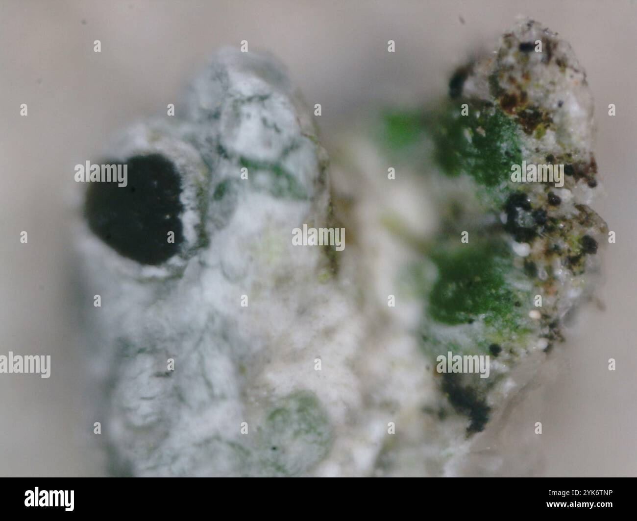 wart lichens, water lichens, and allies (Pertusariales Stock Photo - Alamy