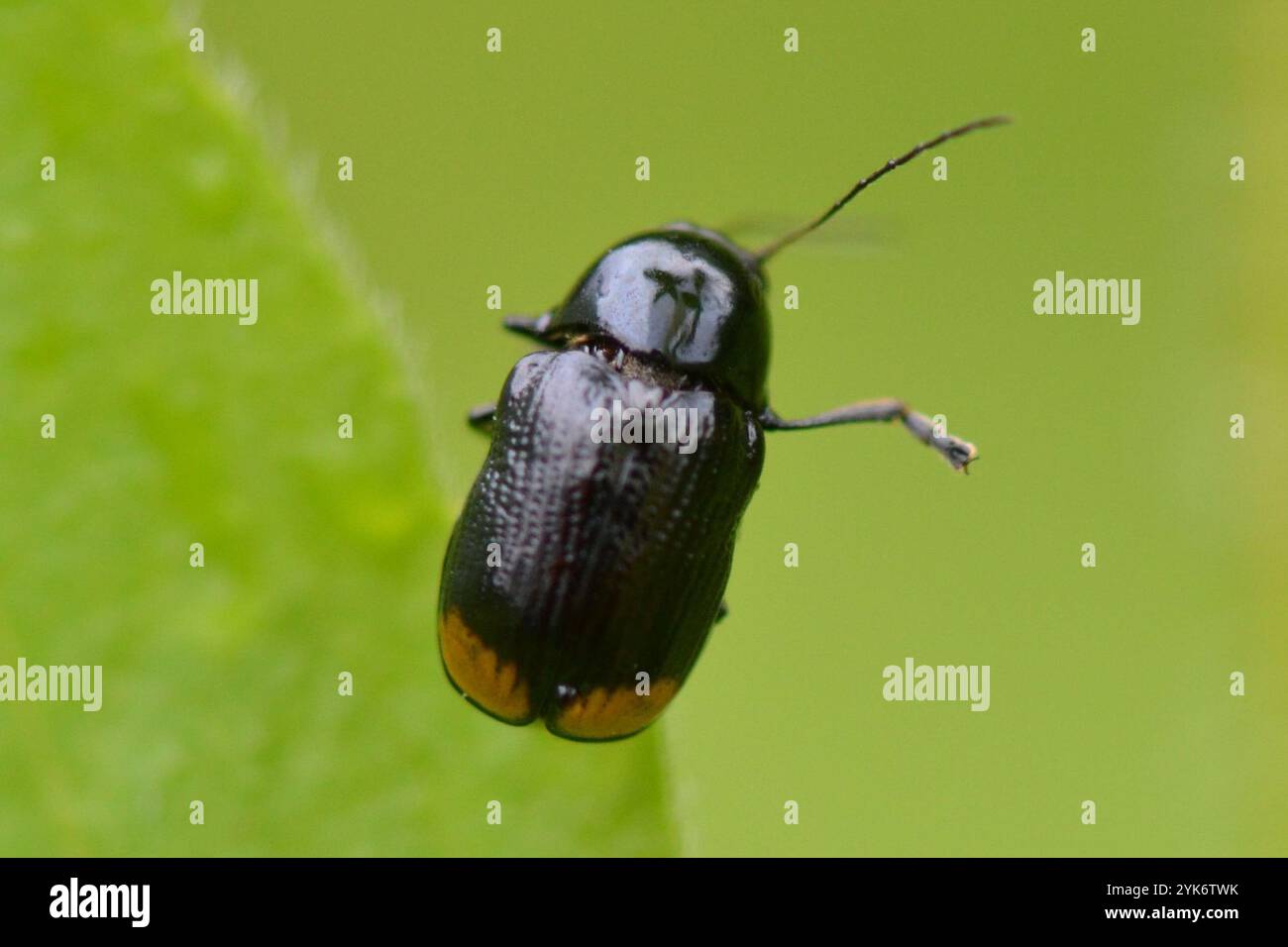 Cryptocephalus biguttatus hi-res stock photography and images - Alamy