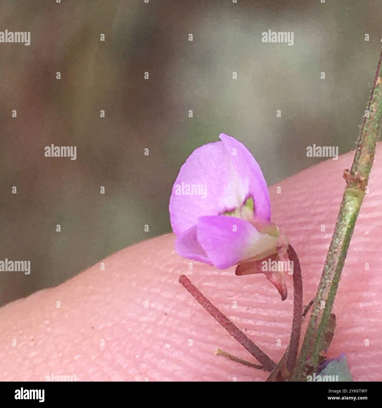 Little-leaf Tick-clover (Desmodium ciliare Stock Photo - Alamy