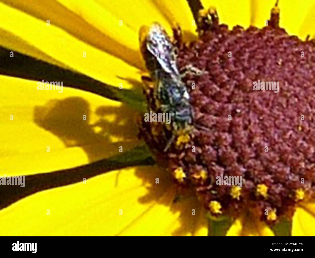 Armored-Resin bees (Heriades Stock Photo - Alamy