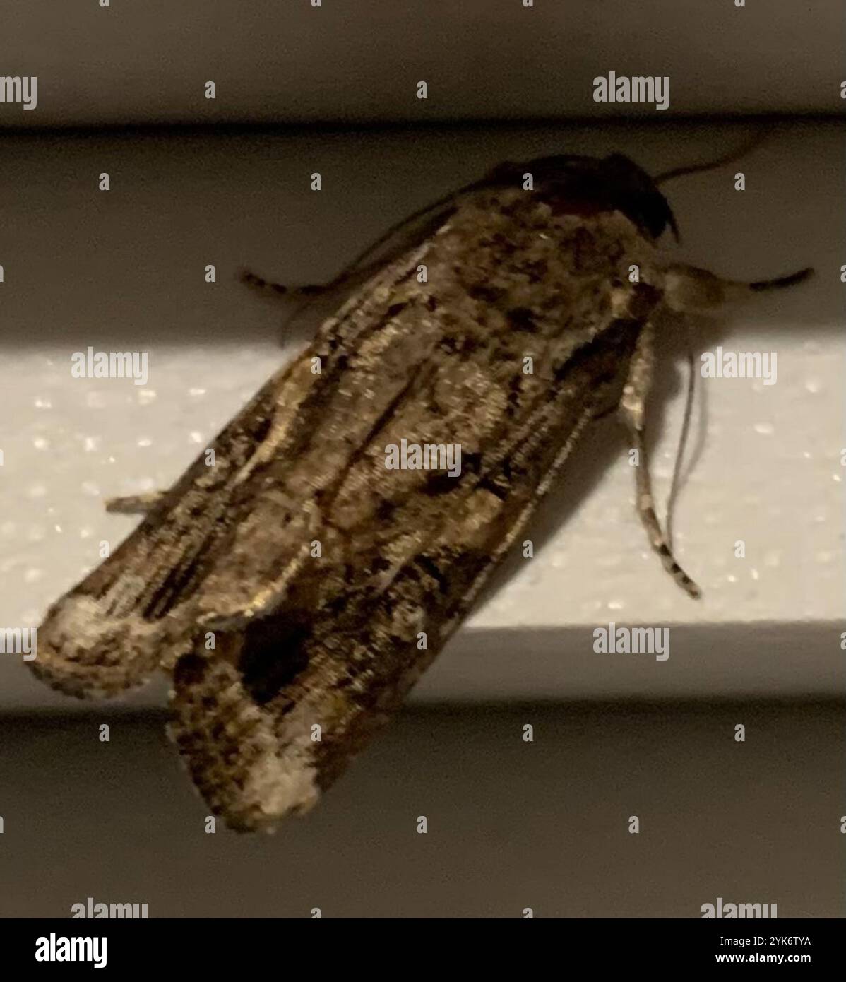 Fall Armyworm Moth (Spodoptera frugiperda Stock Photo - Alamy