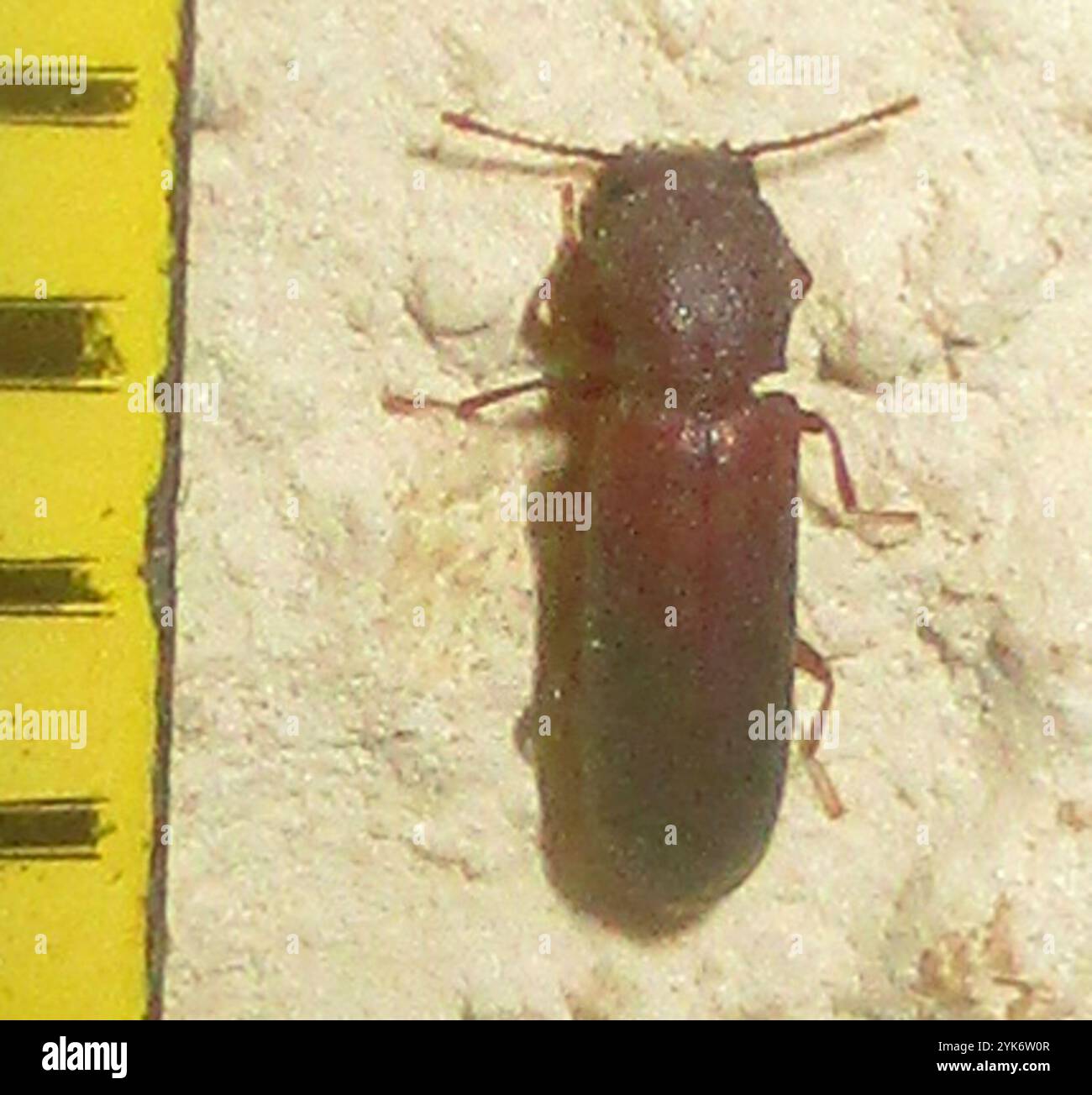 Auger Beetles (Bostrichidae Stock Photo - Alamy