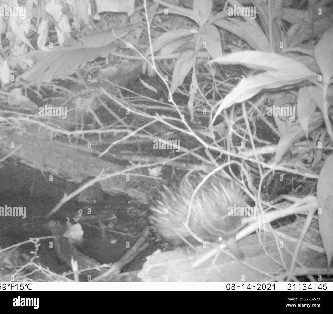 Eastern Short-beaked Echidna (Tachyglossus aculeatus aculeatus Stock ...