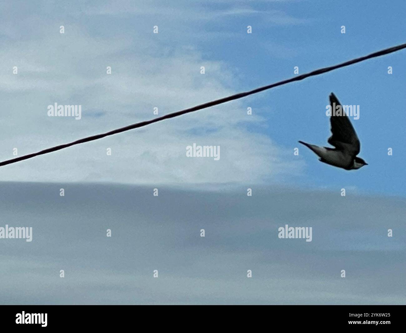 Leucorrhoa hi-res stock photography and images - Alamy