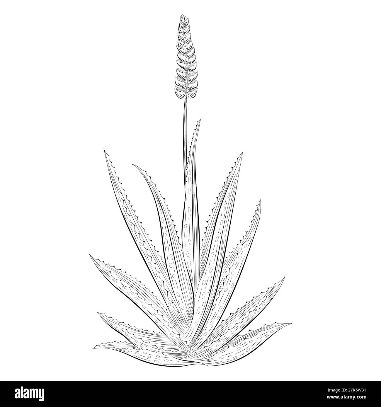Hand-drawn aloe vera plant outline vector illustration, botanical ...