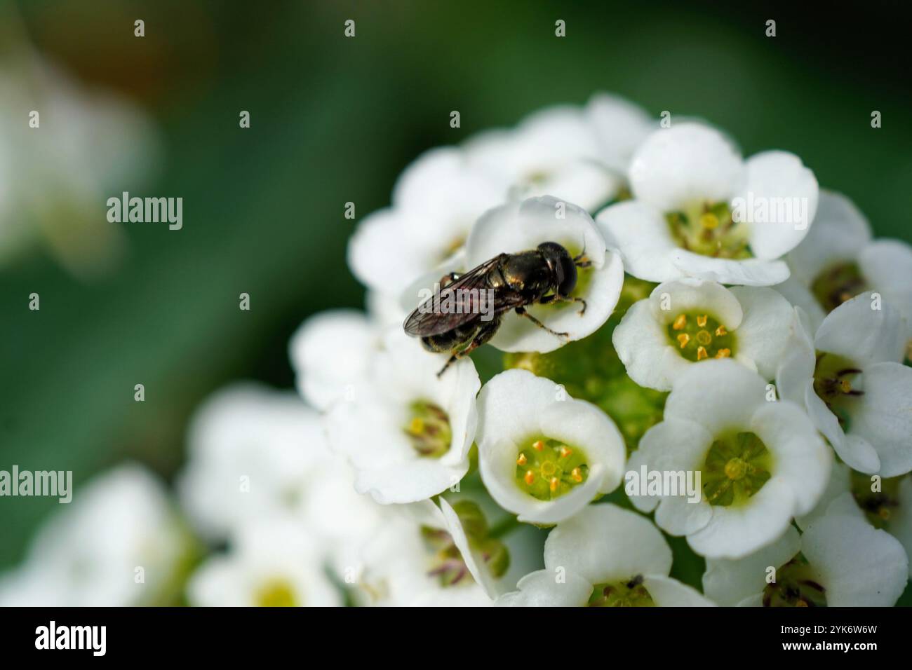 Eumerus hi-res stock photography and images - Alamy