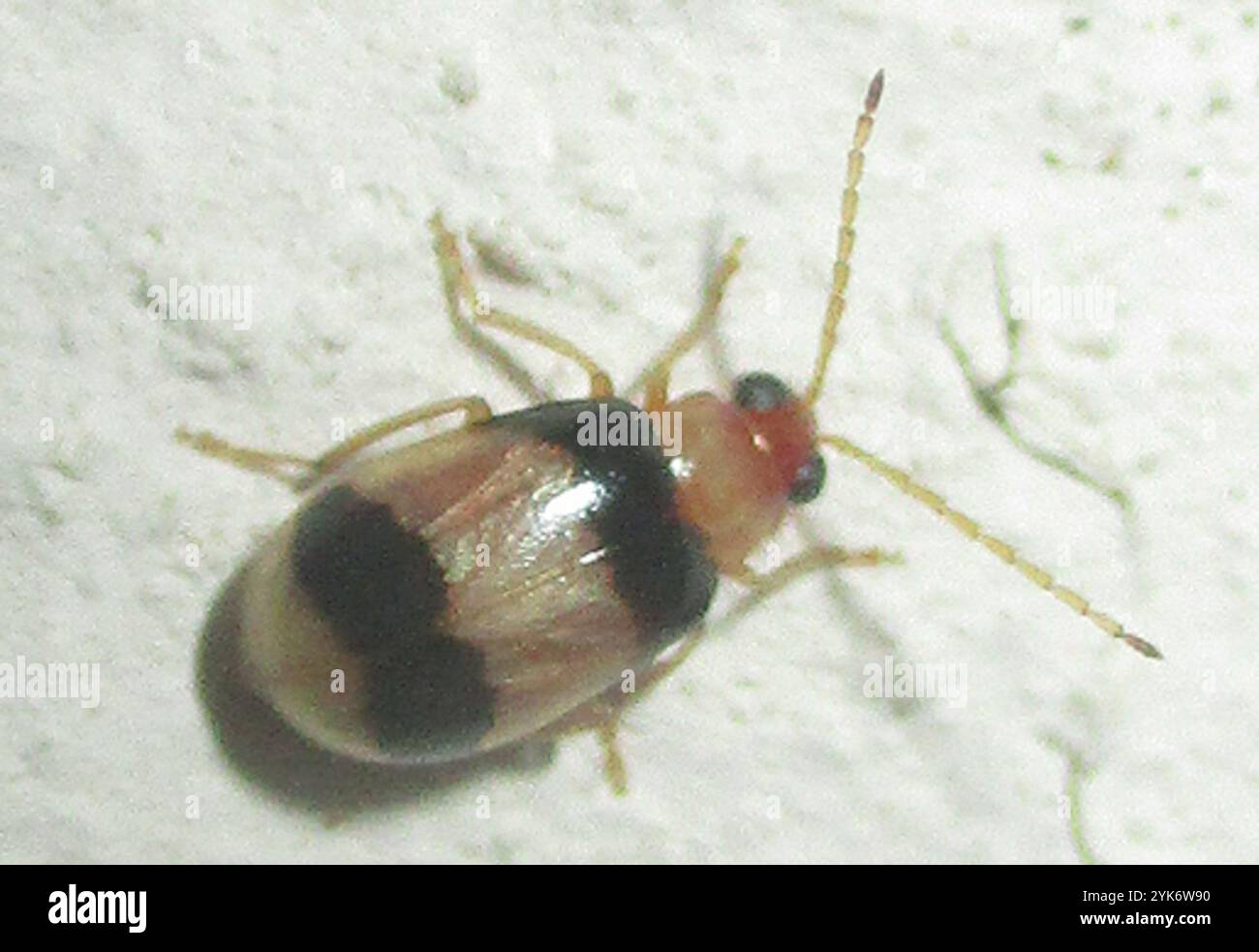 Blackbelly Leafbeetle (Monolepta melanogaster Stock Photo - Alamy