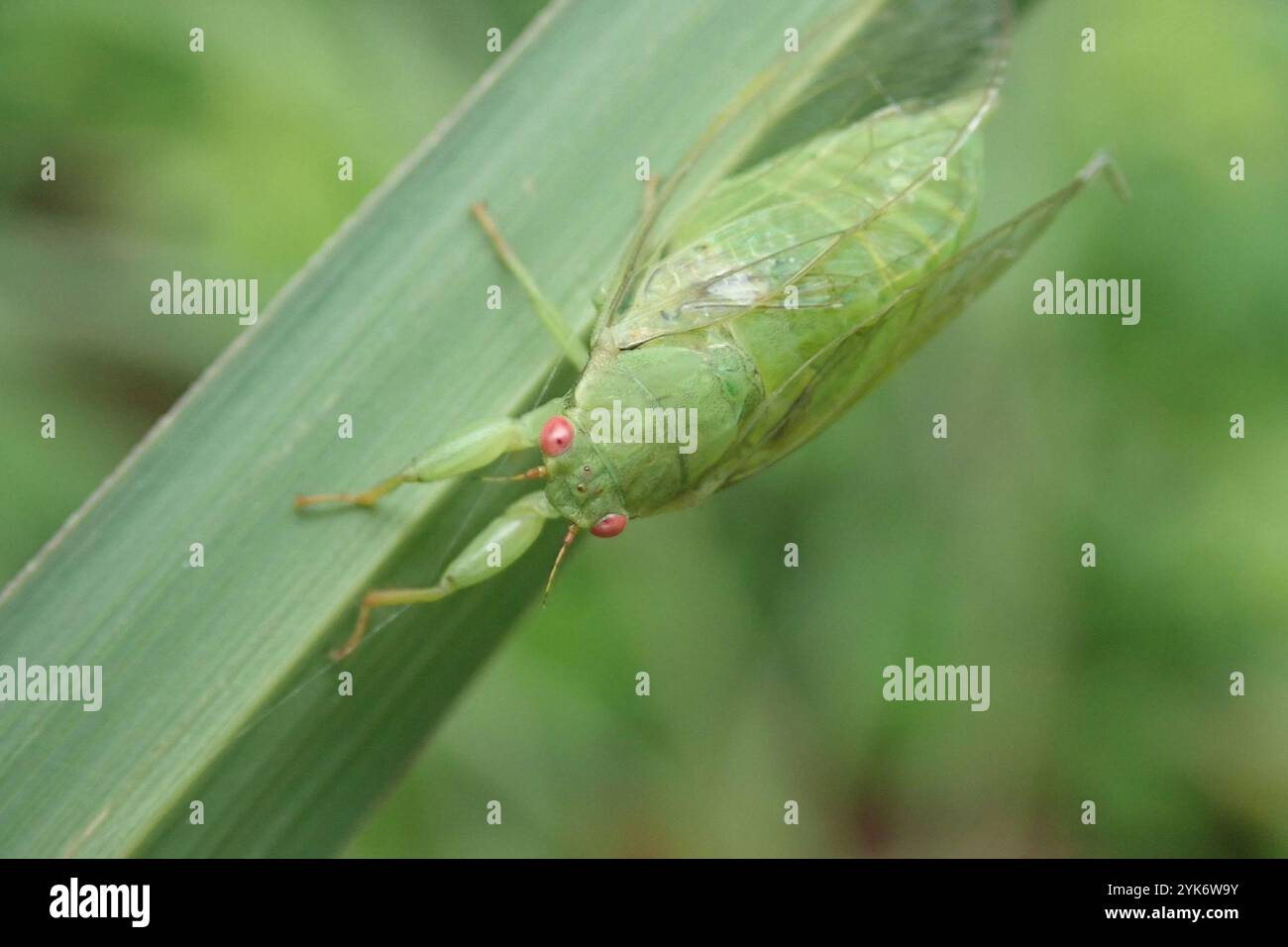 Stagira hi-res stock photography and images - Alamy