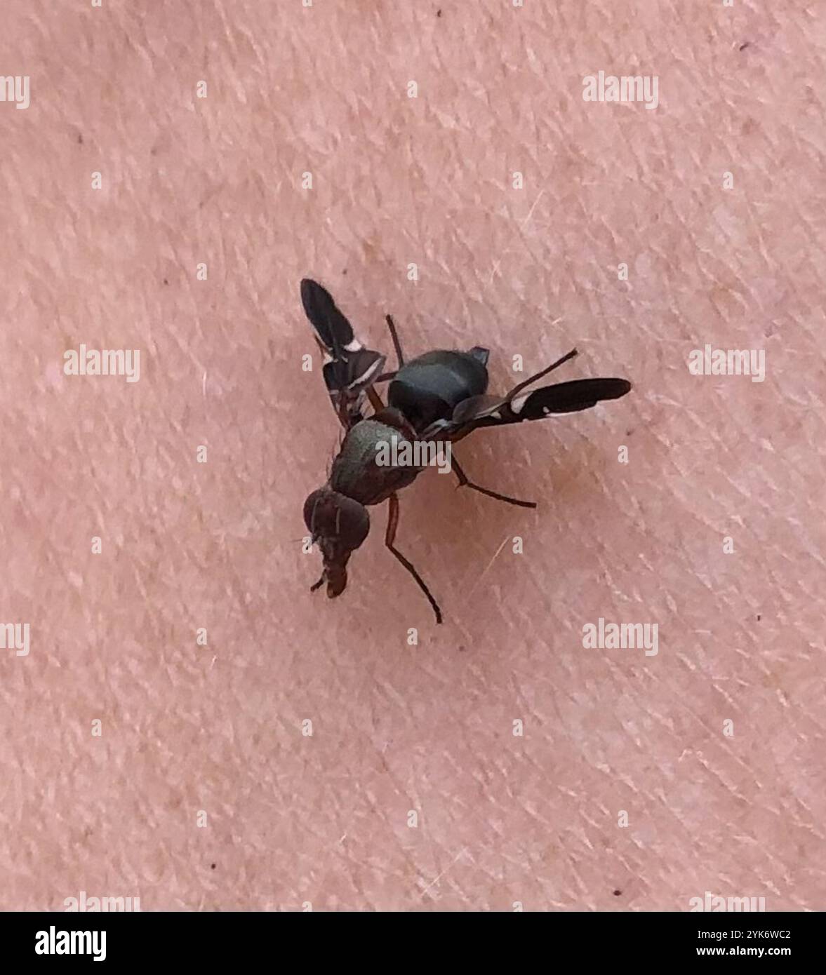 Common Picture-winged Fly (Delphinia picta Stock Photo - Alamy