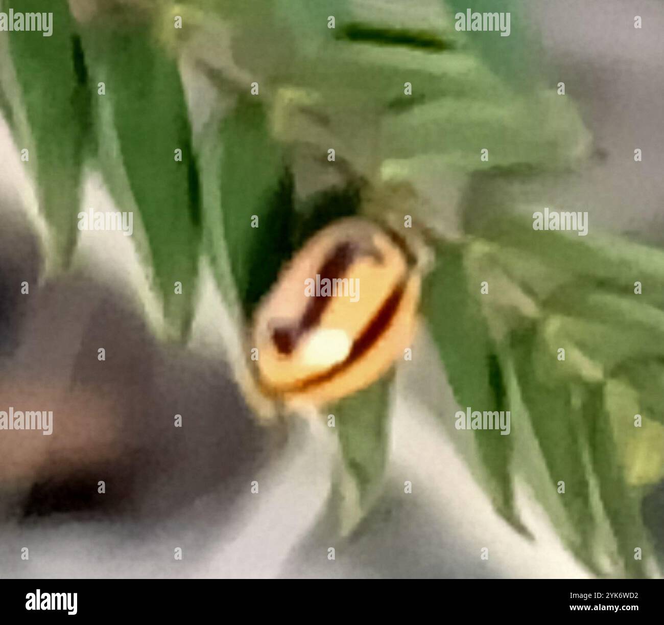 Micraspis hi-res stock photography and images - Alamy