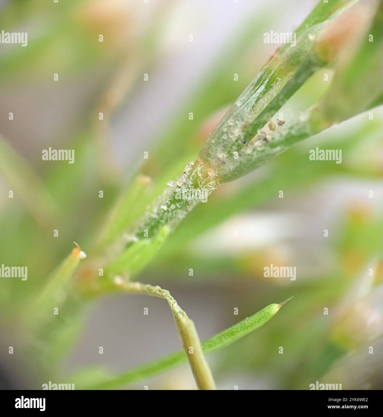Oldman’s Cap (Polycarpaea corymbosa Stock Photo - Alamy