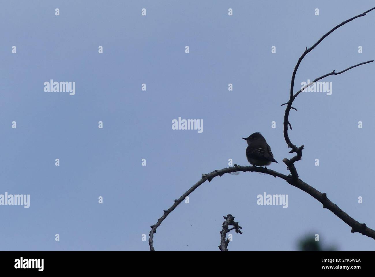 Western Wood-Pewee (Contopus sordidulus Stock Photo - Alamy