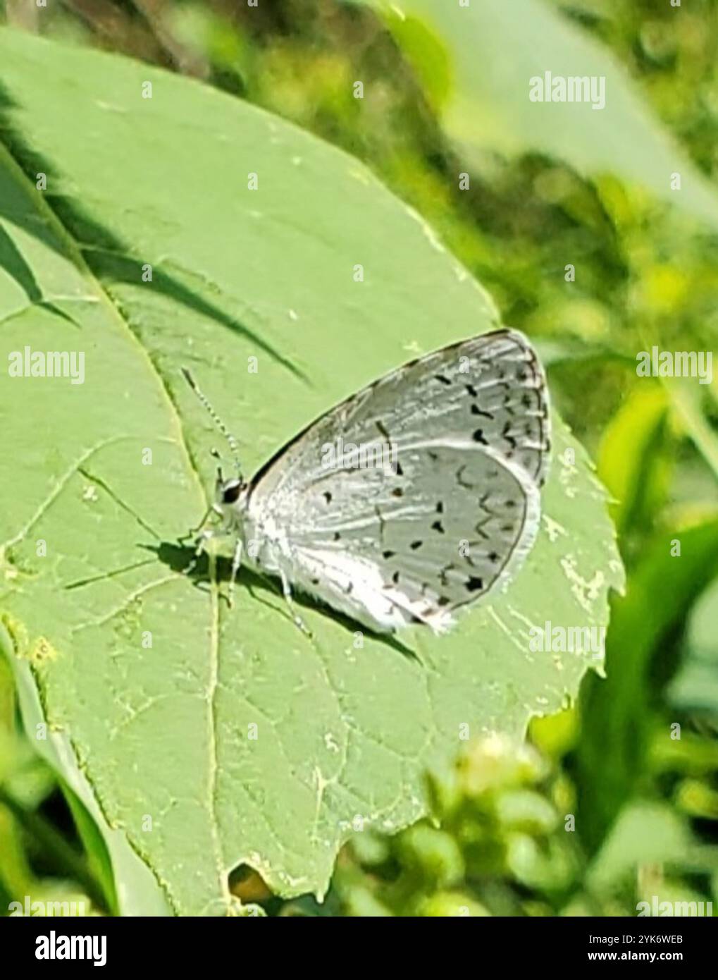 Summer Azure (Celastrina neglecta Stock Photo - Alamy
