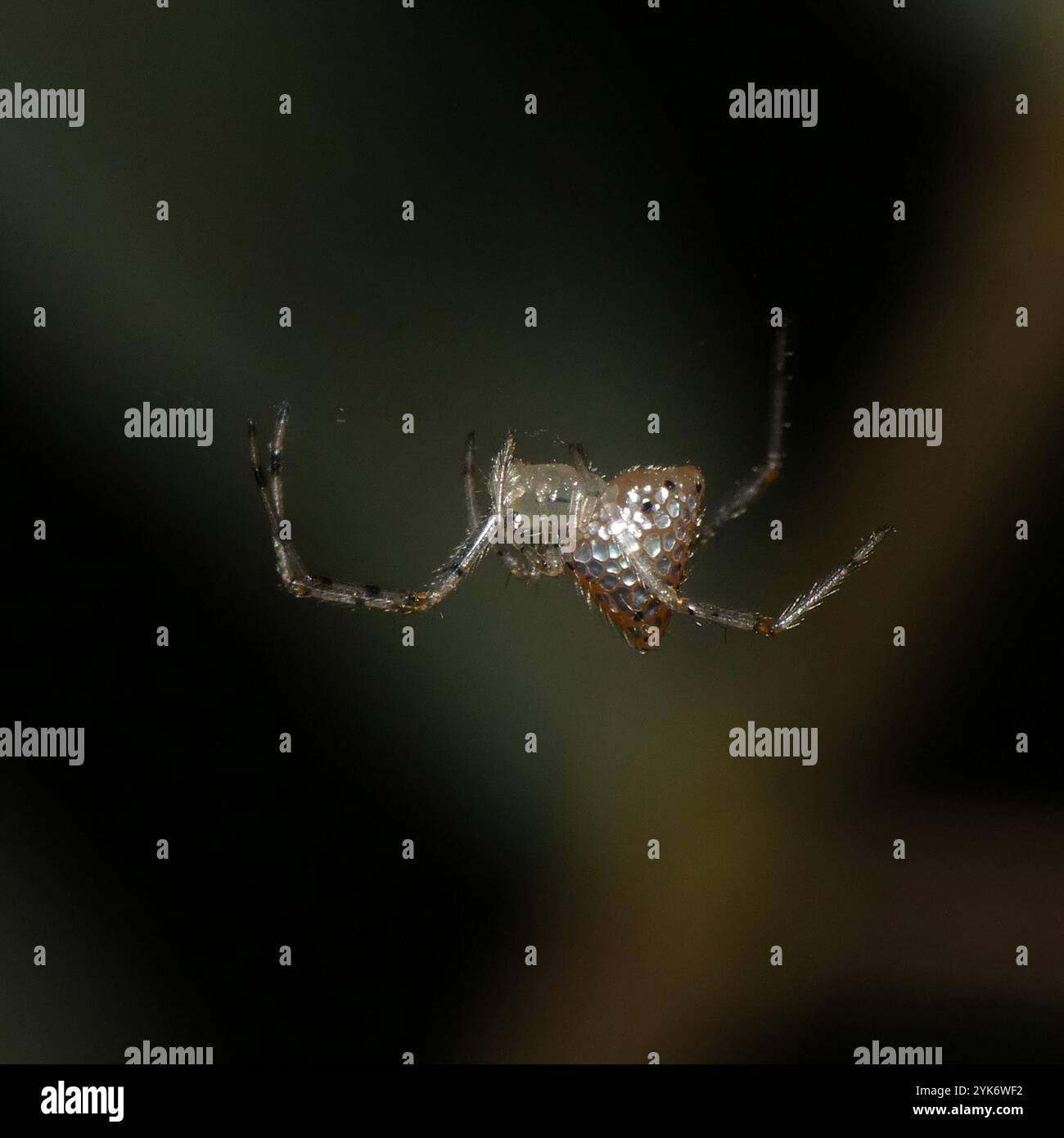 Mirror-ball Spiders (Thwaitesia Stock Photo - Alamy