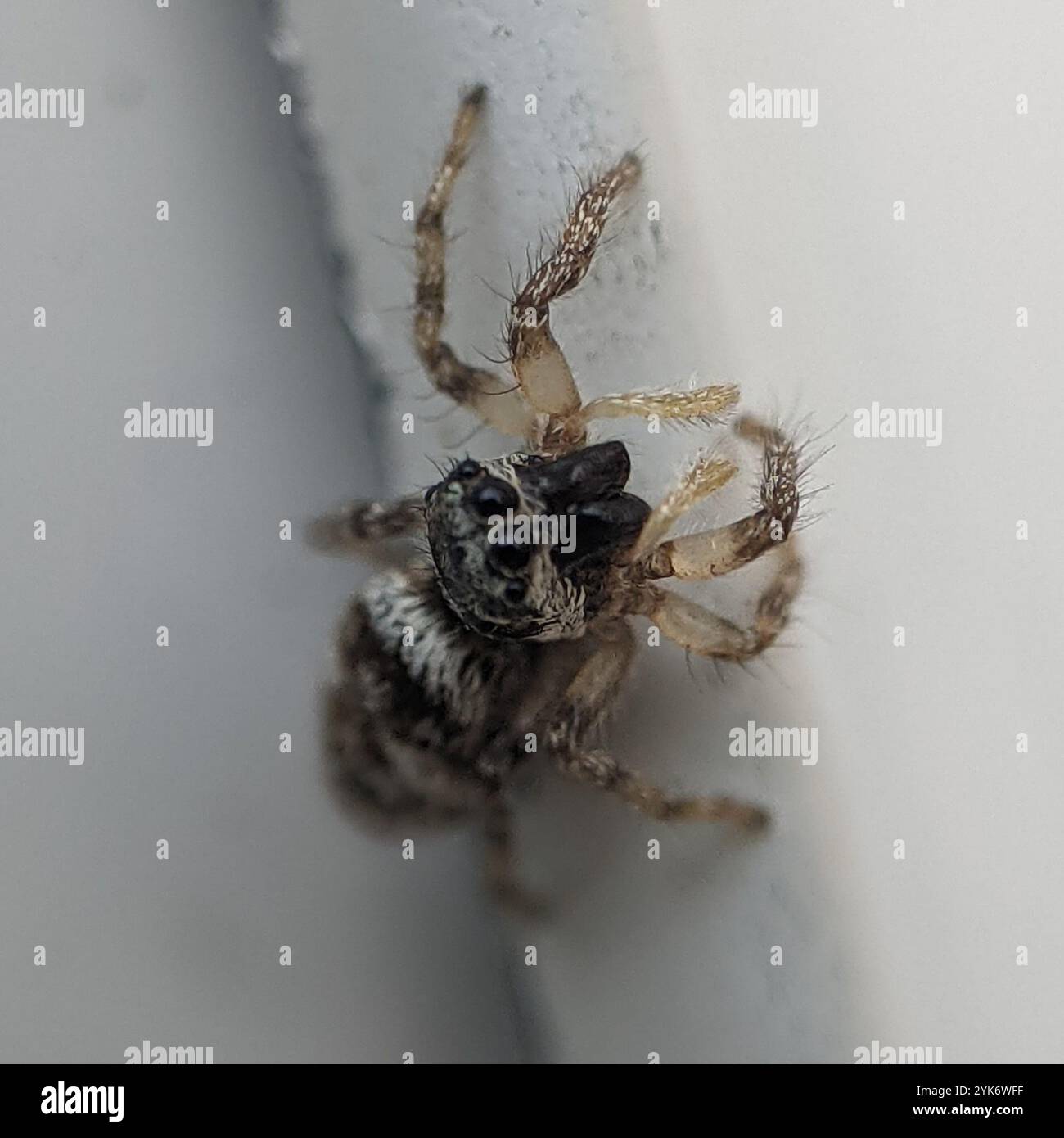 Zebra Jumping Spider (Salticus scenicus Stock Photo - Alamy