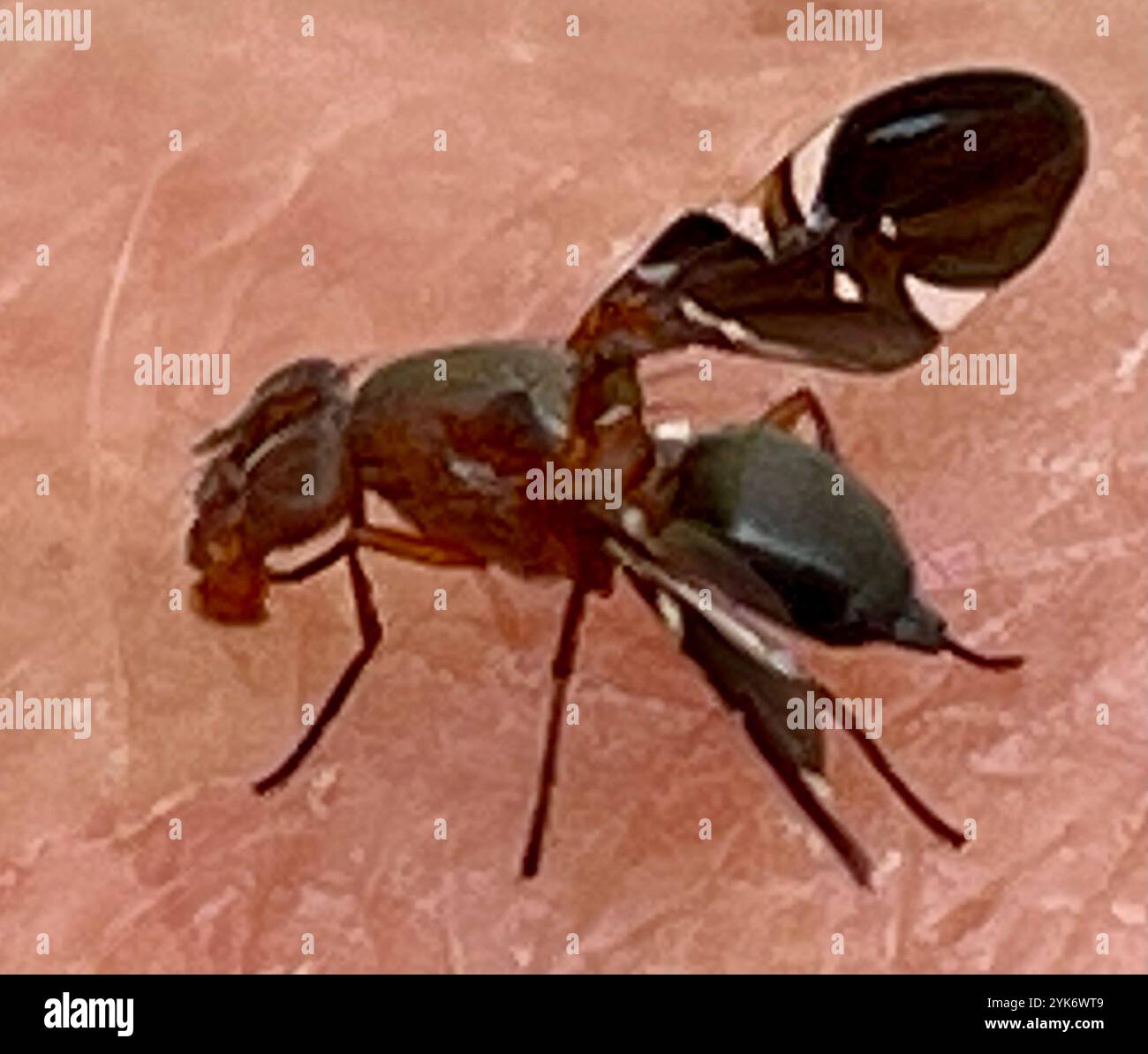 Common Picture-winged Fly (Delphinia picta Stock Photo - Alamy