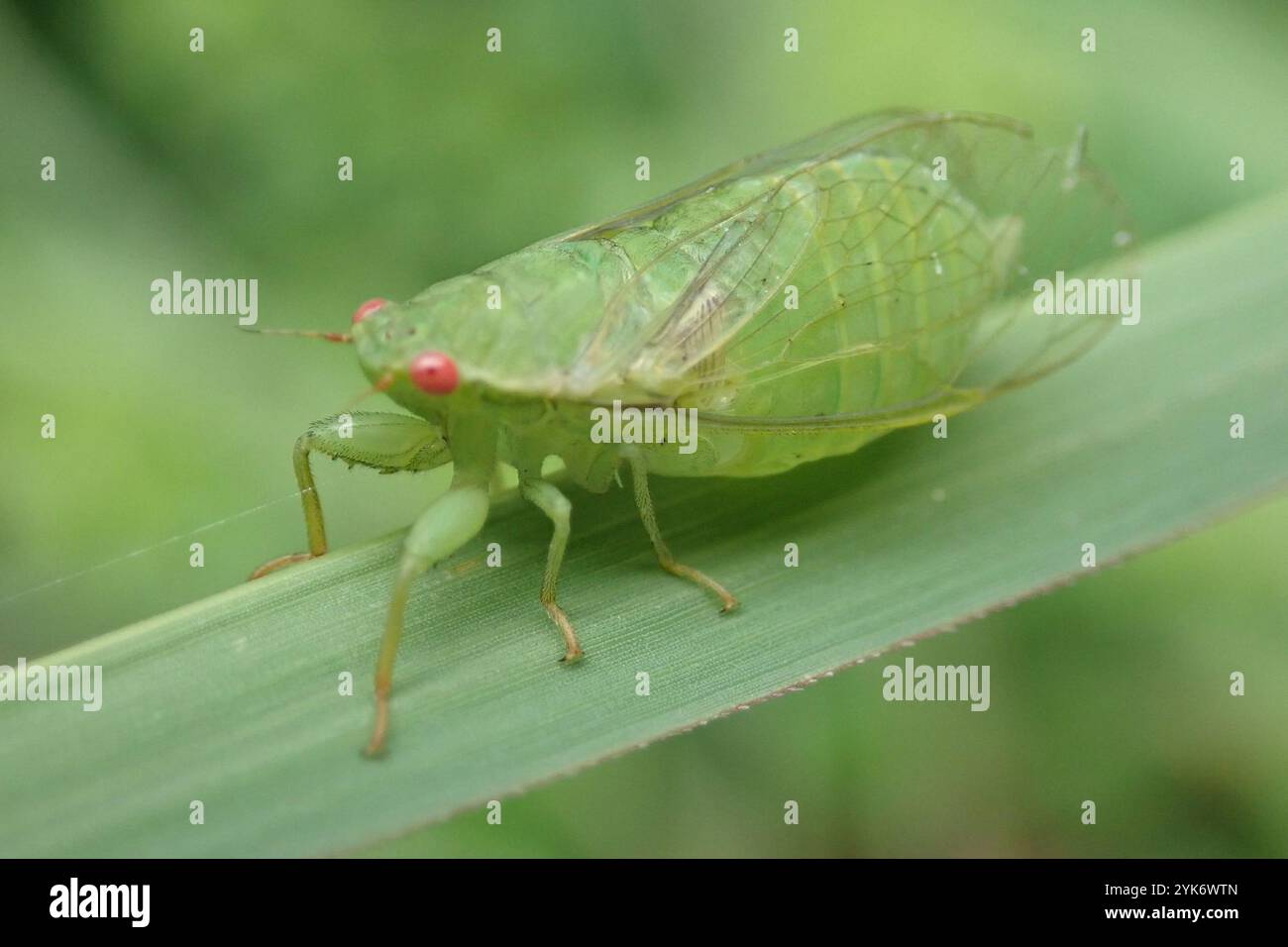 Stagira hi-res stock photography and images - Alamy