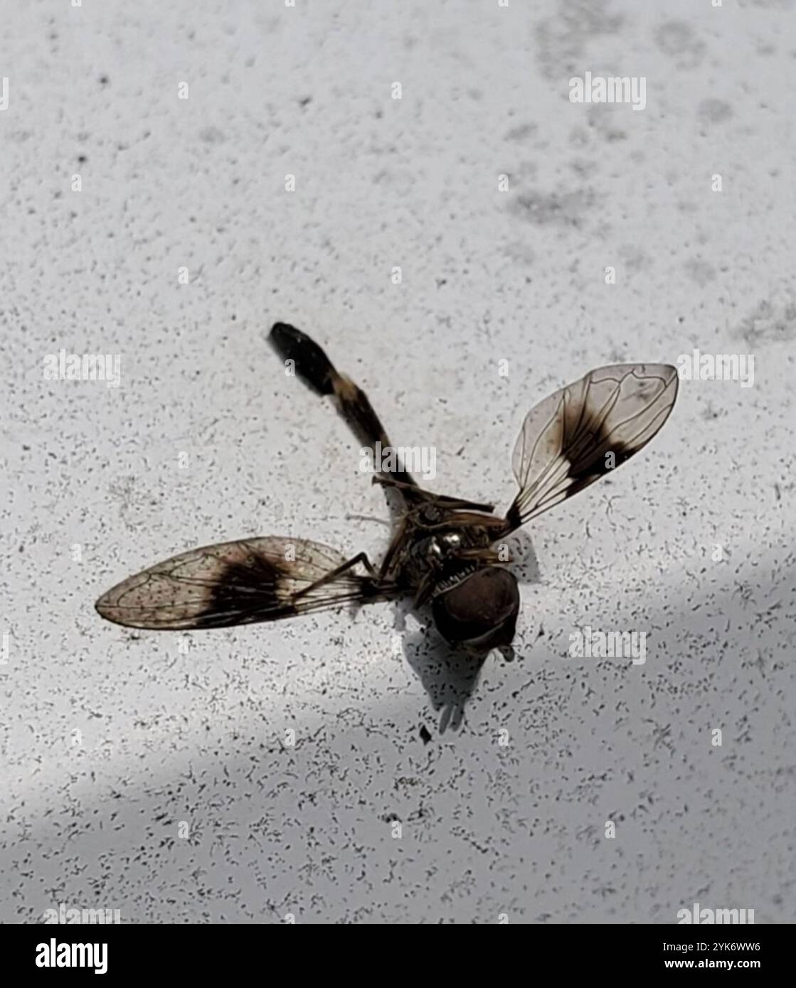 Eastern Band-winged Hover Fly (Hypocritanus fascipennis Stock Photo - Alamy