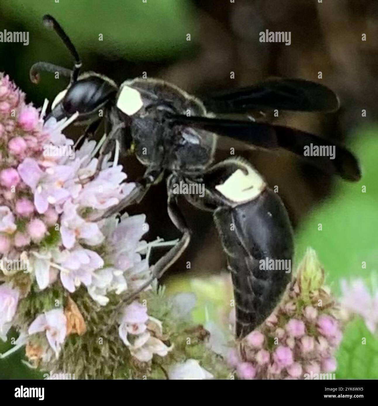 Four-toothed Mason Wasp (Monobia quadridens Stock Photo - Alamy