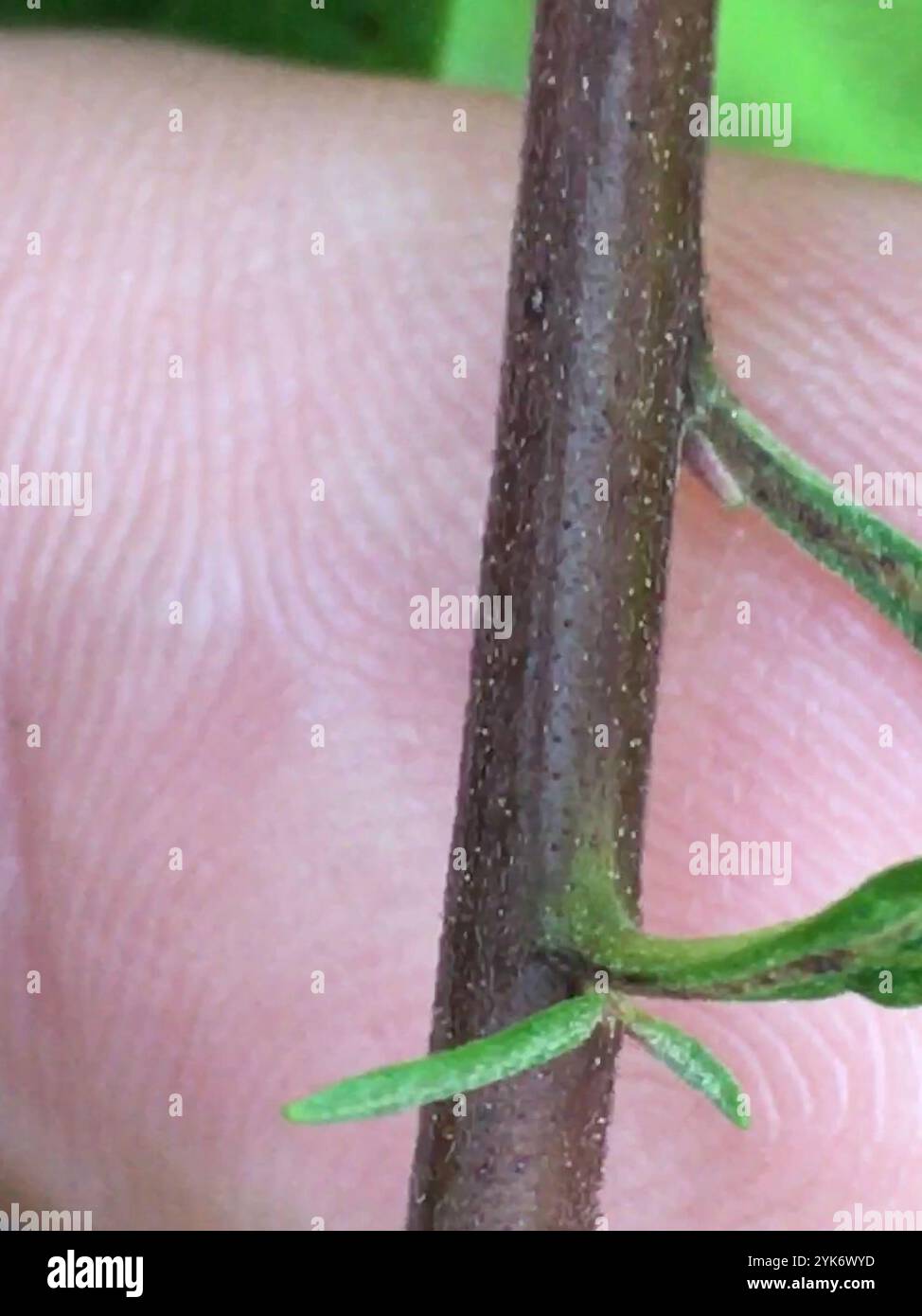 False Boneset (Brickellia eupatorioides Stock Photo - Alamy