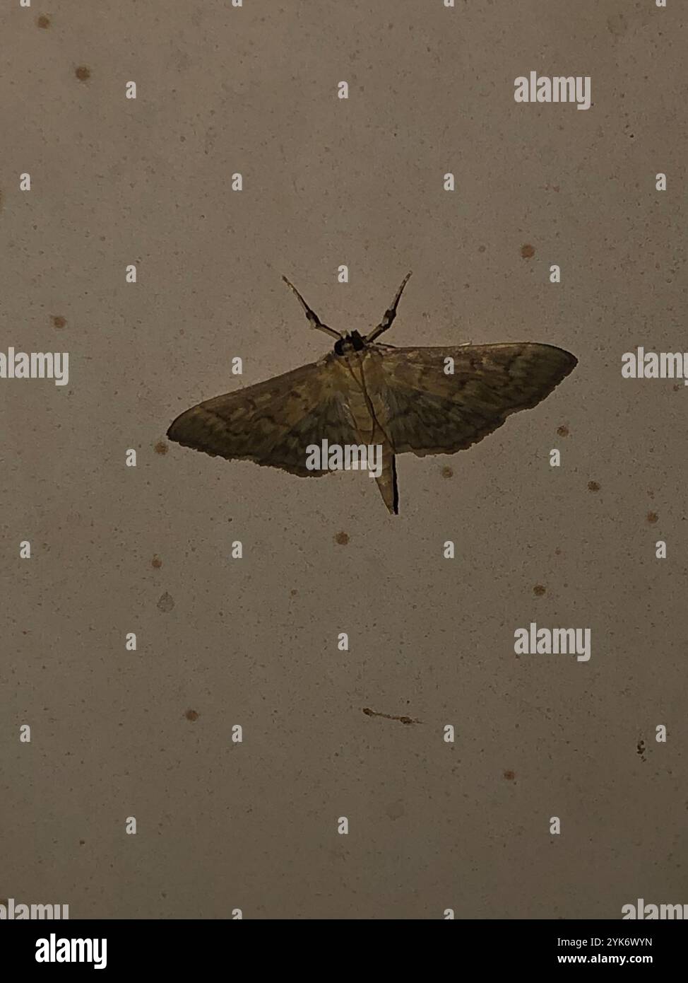 Herpetogramma hi-res stock photography and images - Alamy