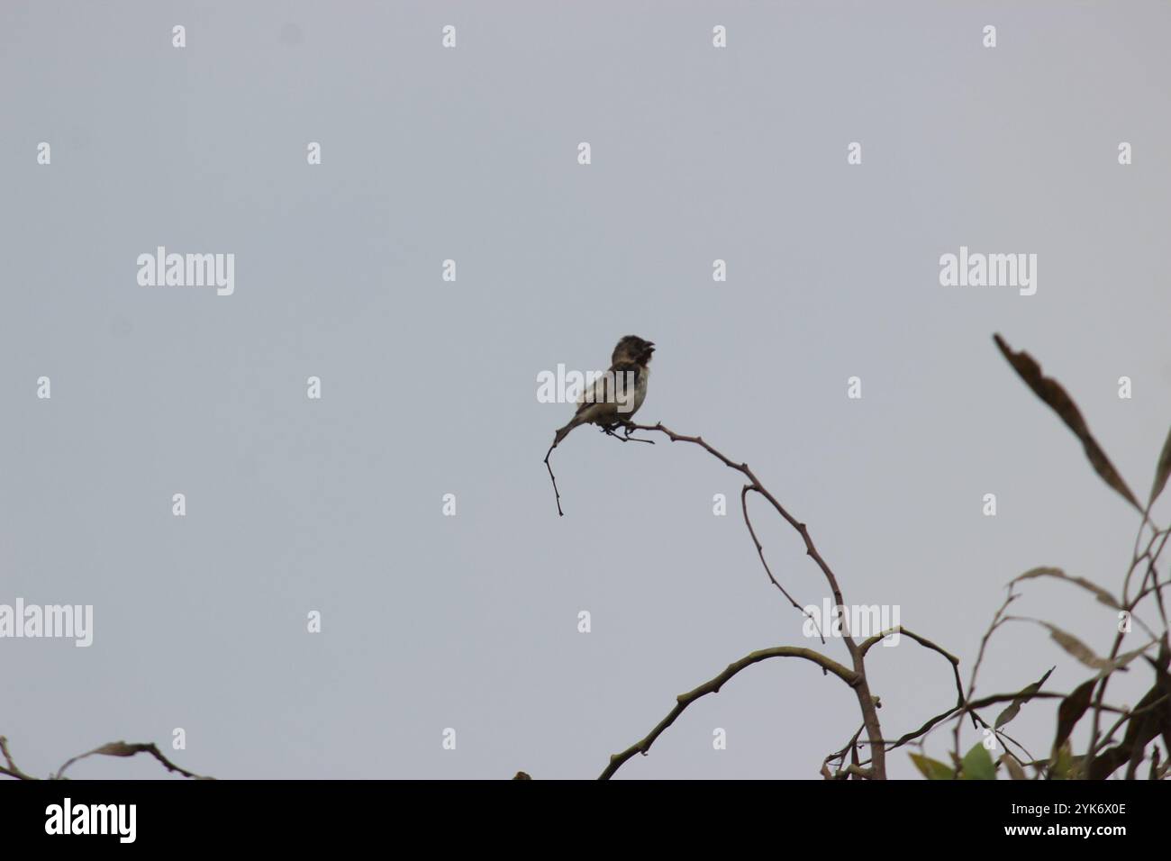 Chestnut-throated Seedeater (Sporophila telasco Stock Photo - Alamy