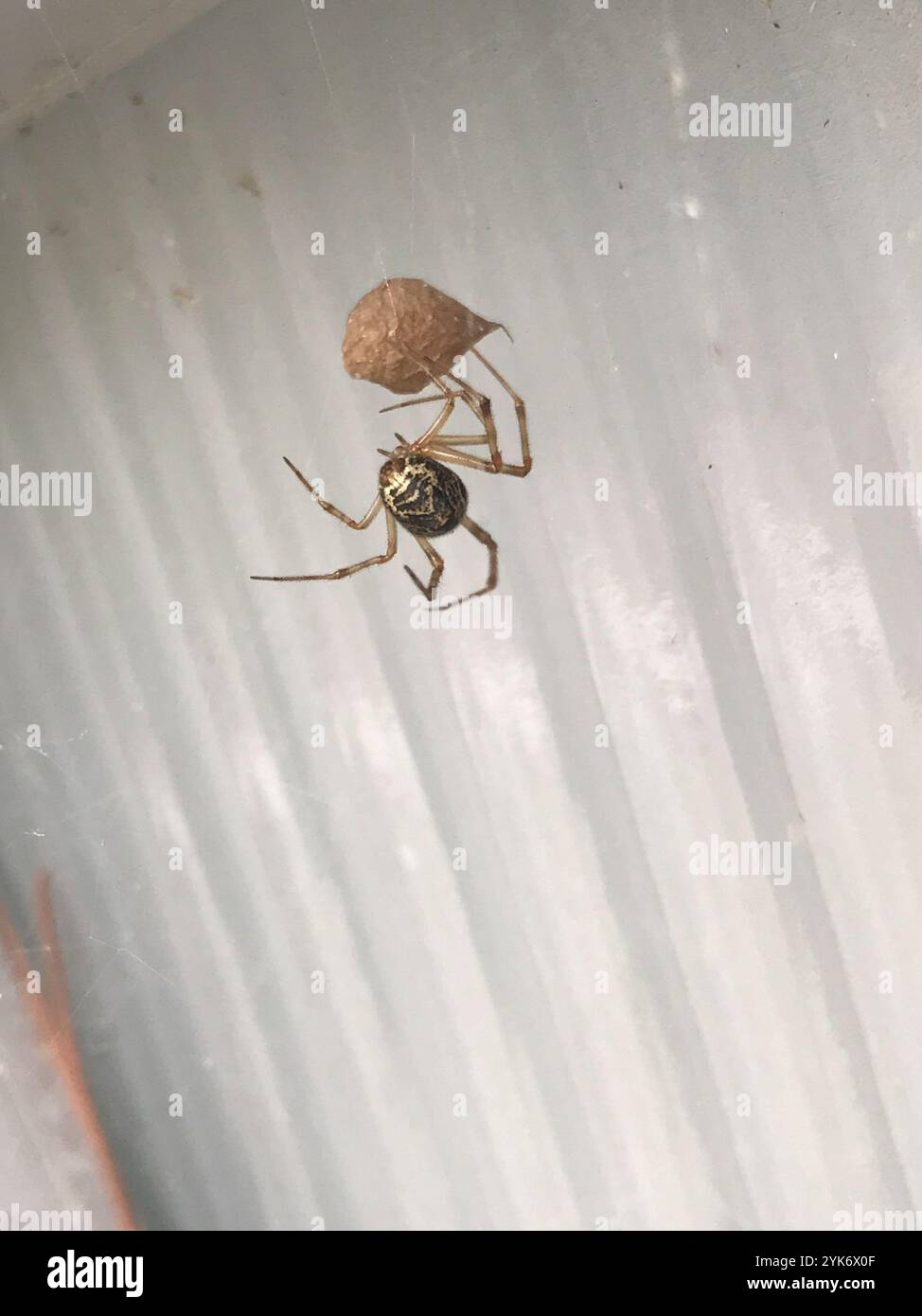 Common House Spider (Parasteatoda tepidariorum Stock Photo - Alamy
