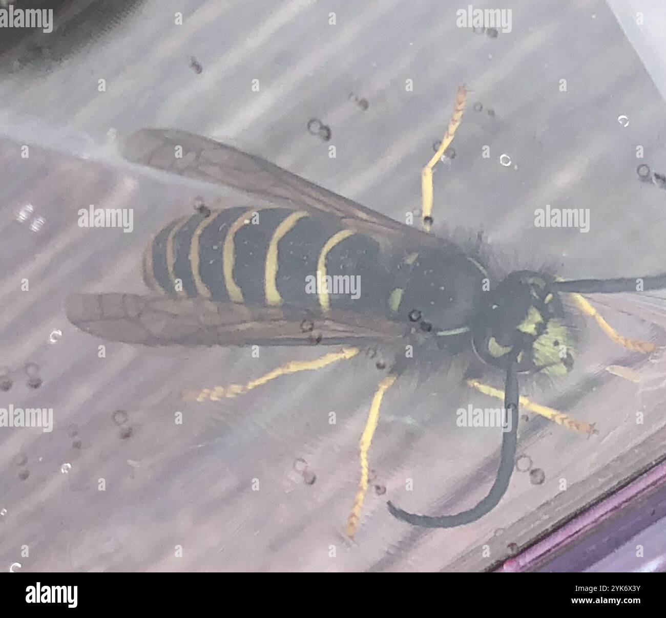 Alaska Yellowjacket (Vespula alascensis Stock Photo - Alamy