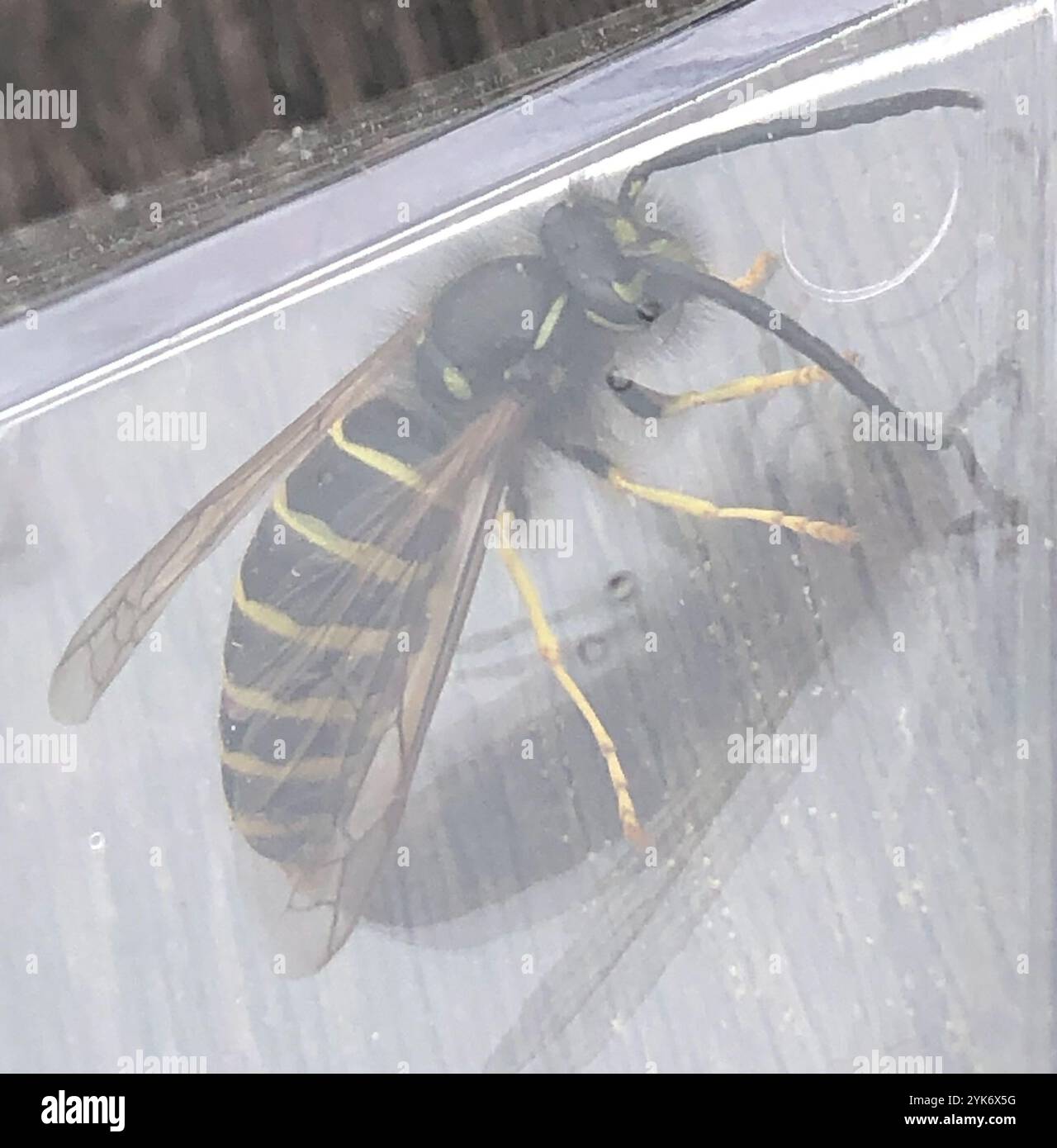 Alaska Yellowjacket (Vespula alascensis Stock Photo - Alamy