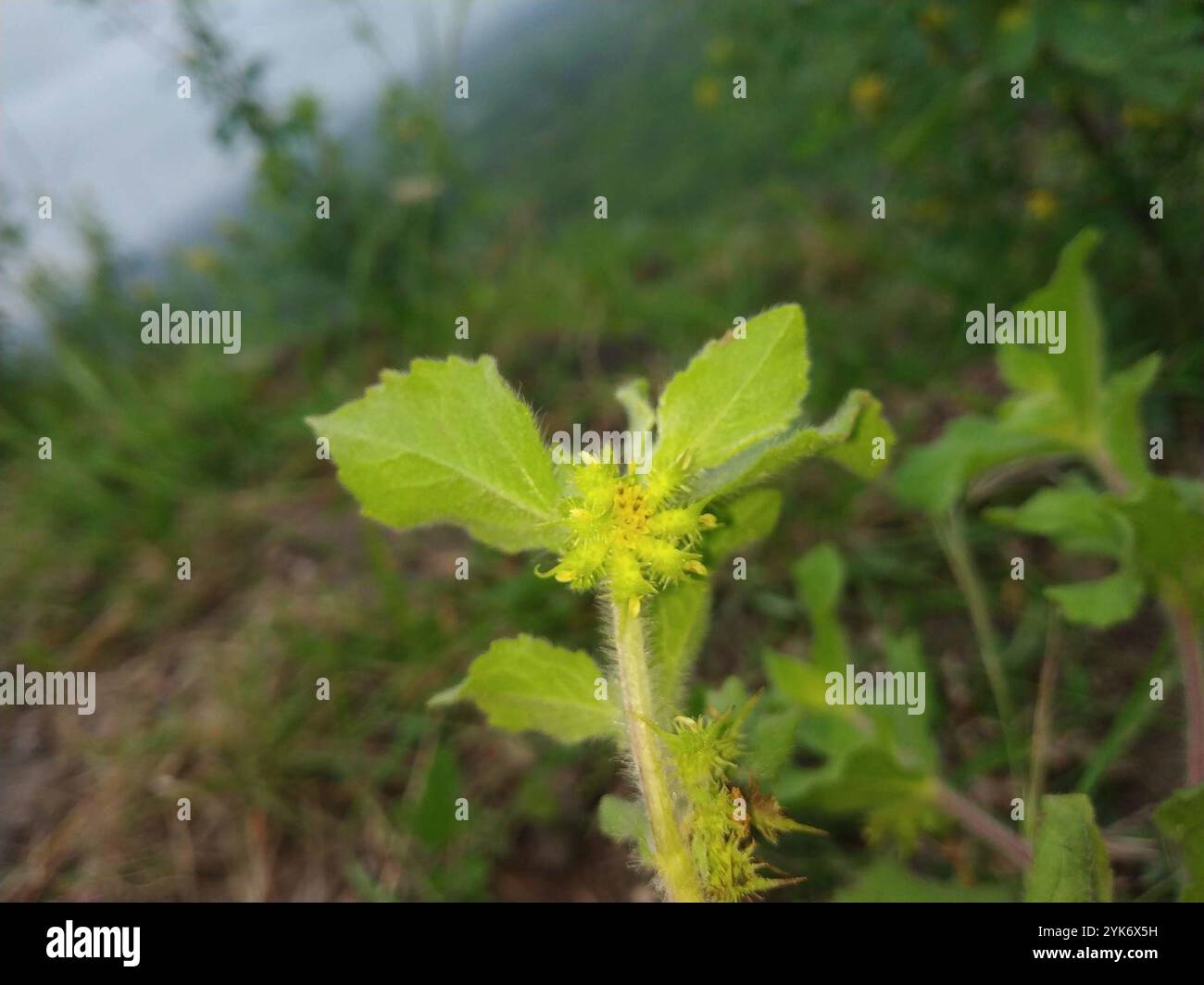 Bindii hi-res stock photography and images - Alamy