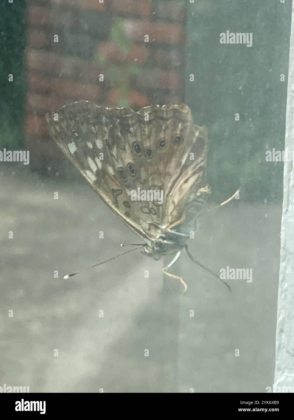 Hackberry Emperor (Asterocampa celtis Stock Photo - Alamy