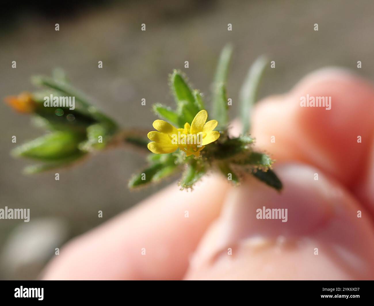 mountain tarweed (Madia glomerata Stock Photo - Alamy