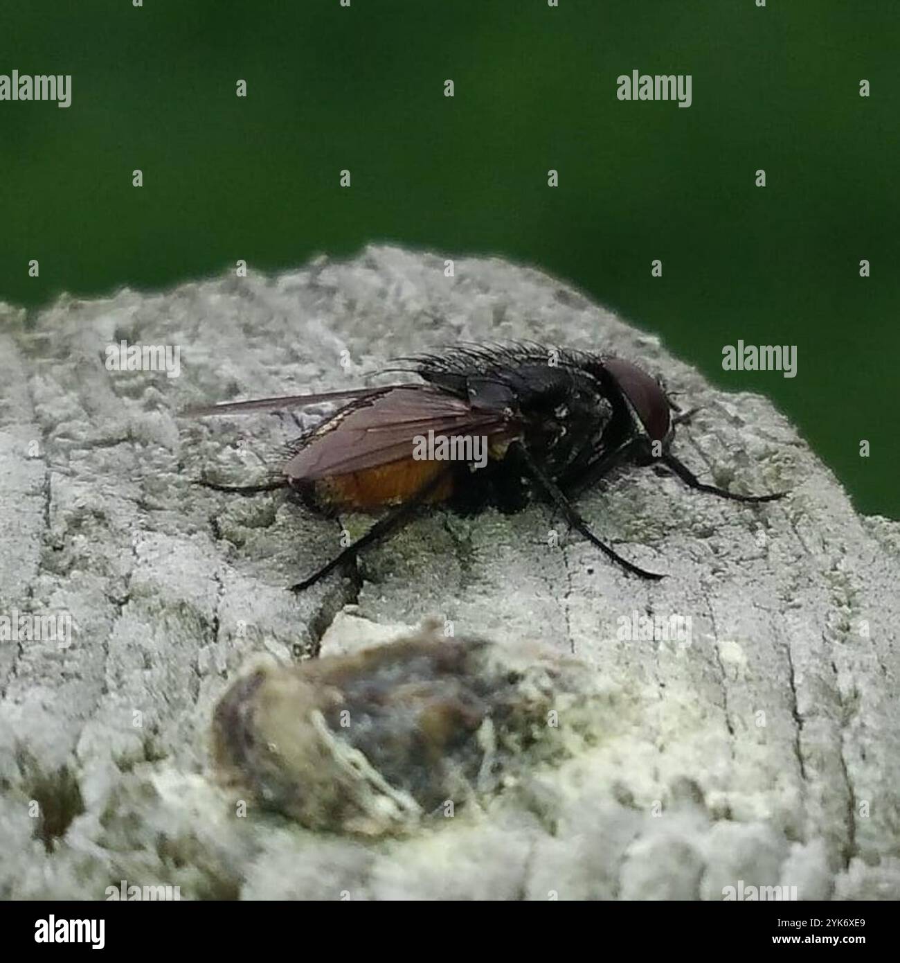 Face fly (Musca autumnalis Stock Photo - Alamy