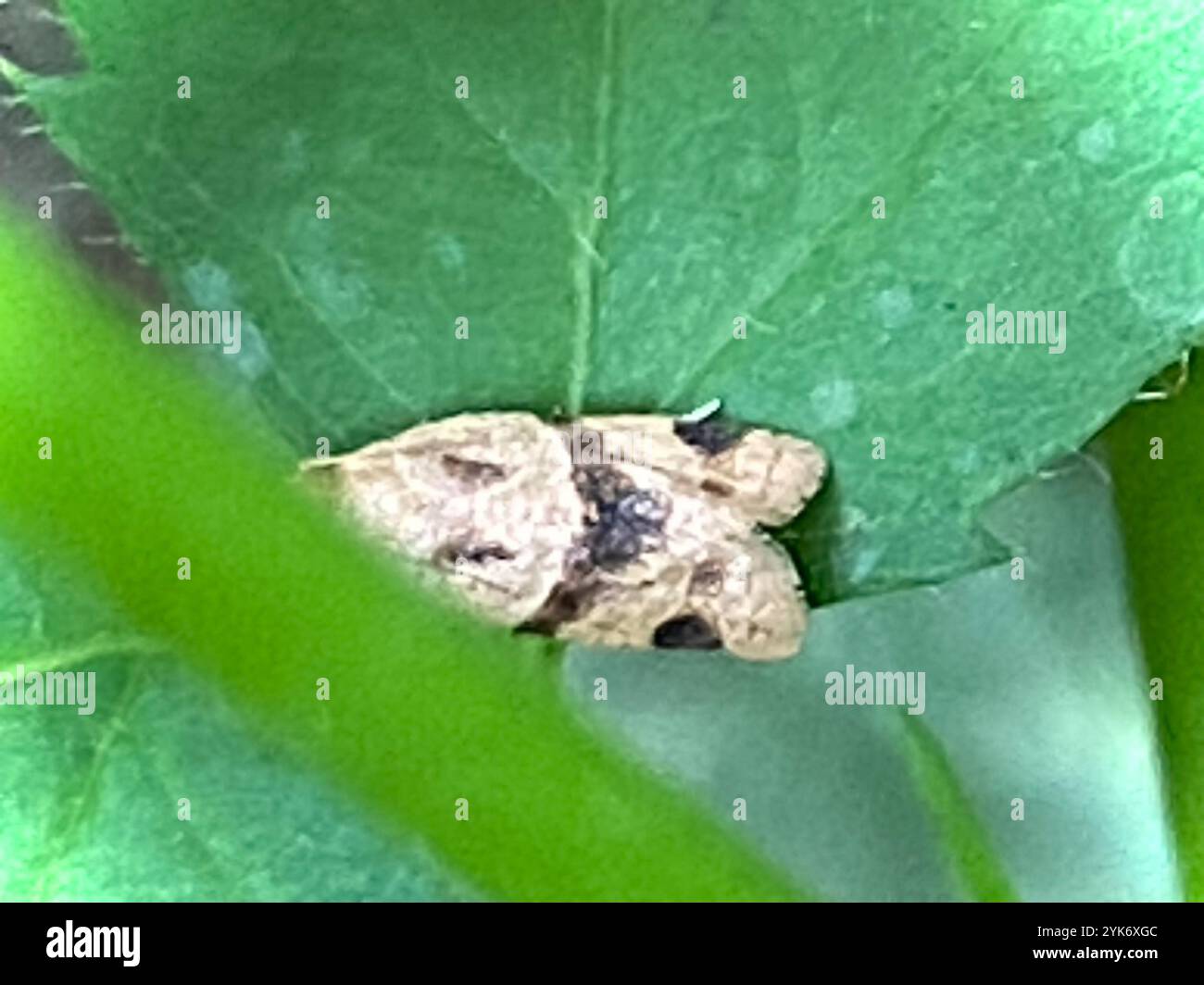 Garden Tortrix (Clepsis peritana Stock Photo - Alamy