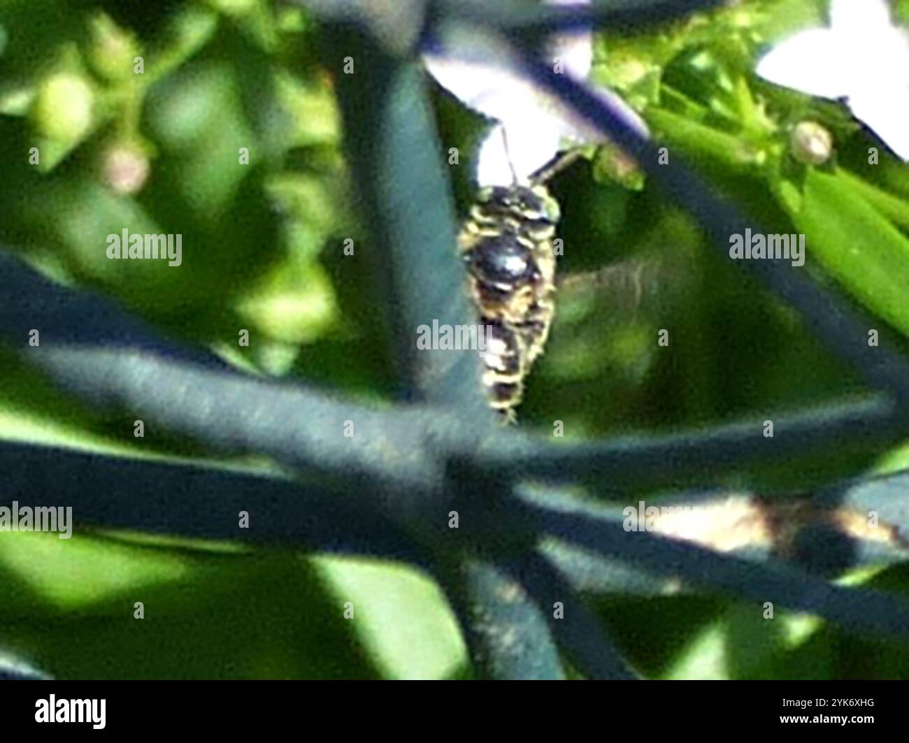 Calliopsis bee hi-res stock photography and images - Alamy