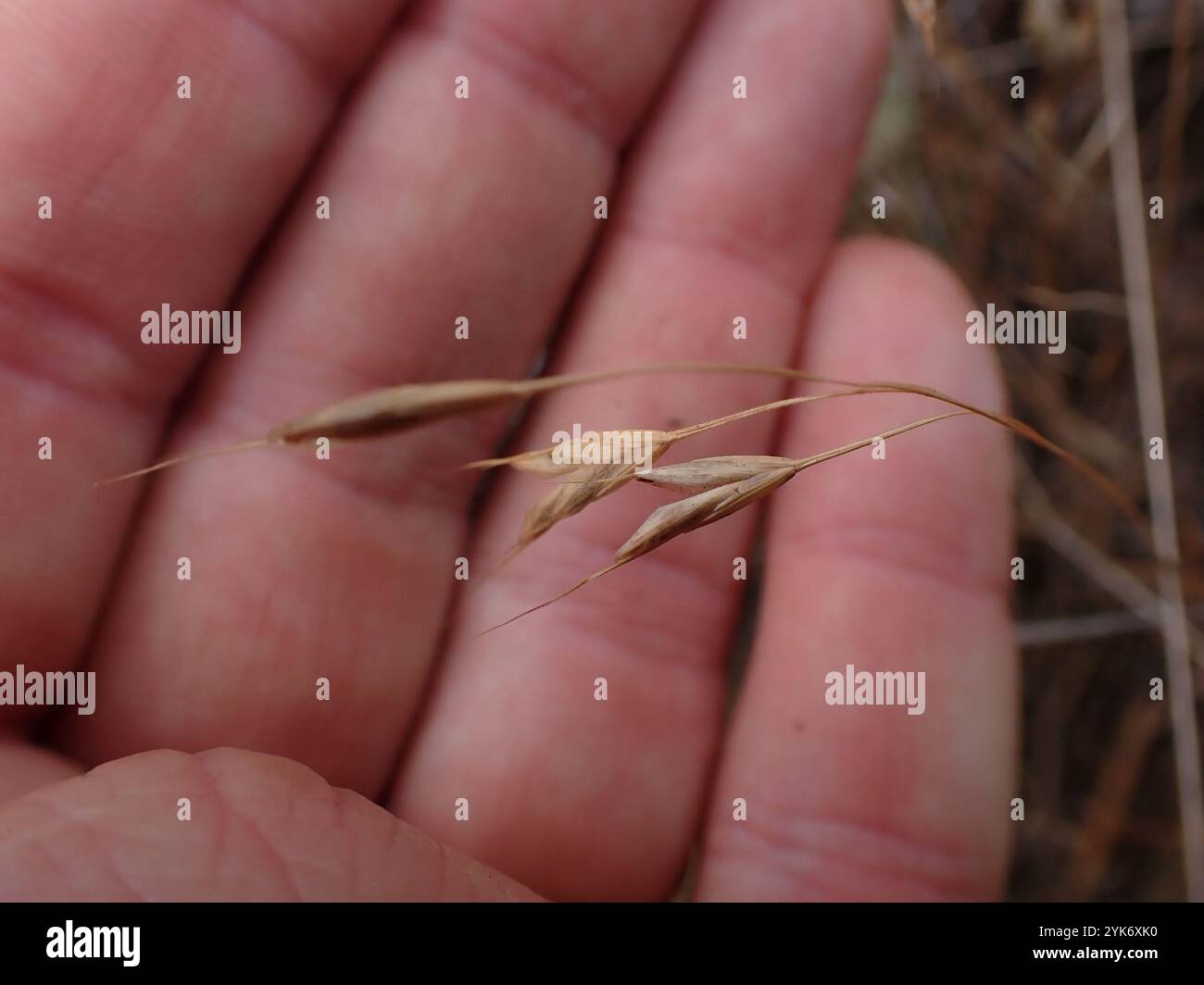Japanese brome (Bromus japonicus Stock Photo - Alamy